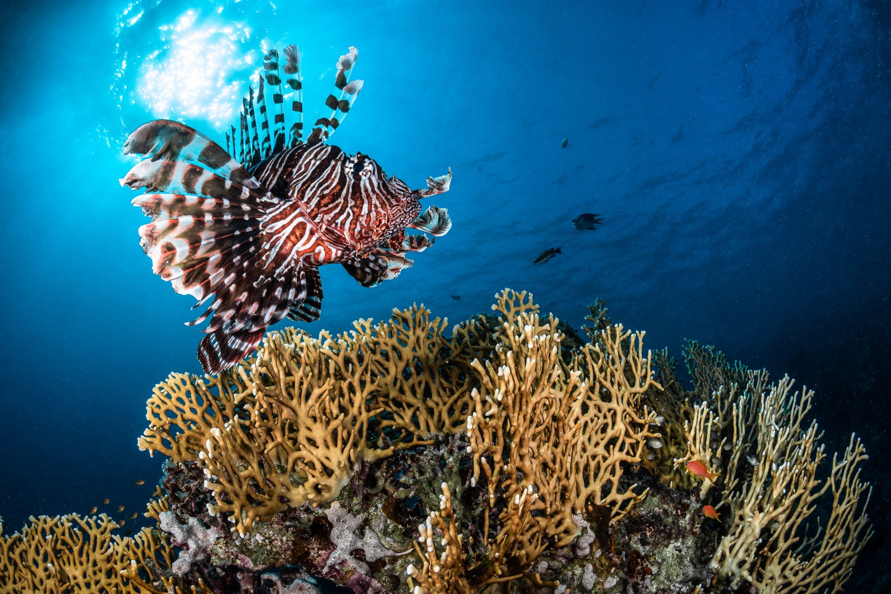 Is Ursula from 'The Little Mermaid' an octopus? Sort of.