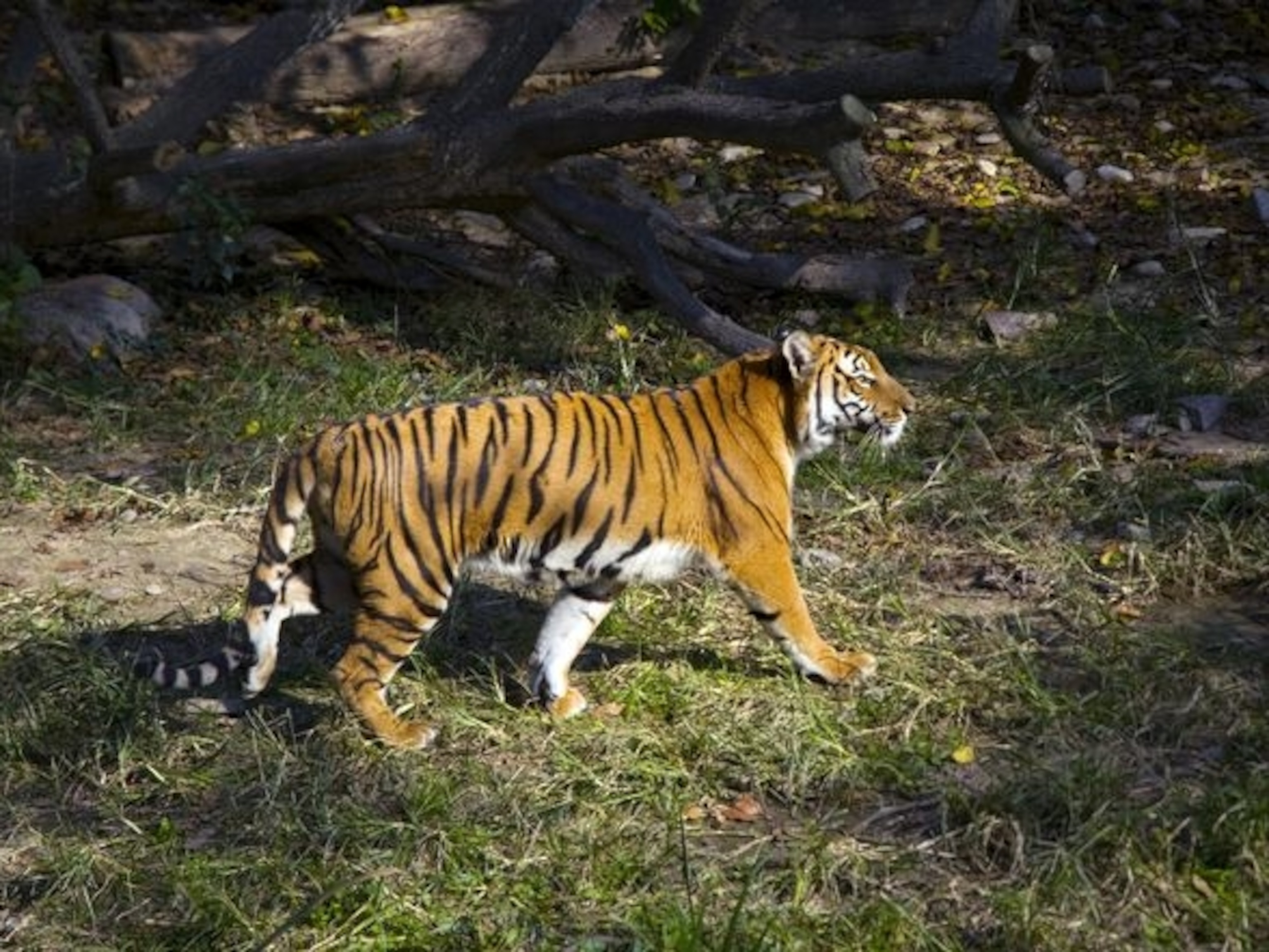 Tiger Subspecies Pictures -- National Geographic Animals