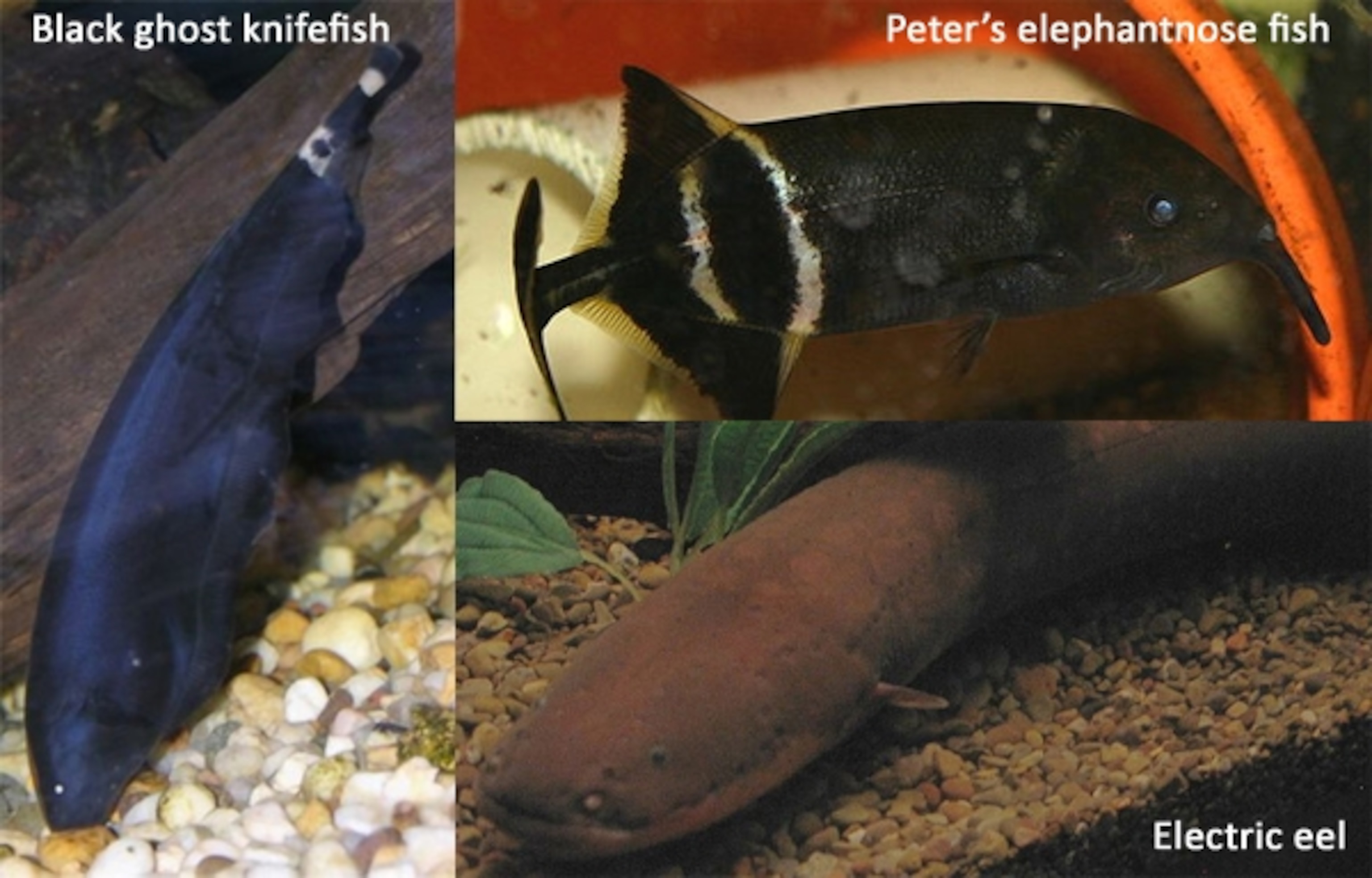 Two fish families evolved electric powers by tweaking the same gene ...