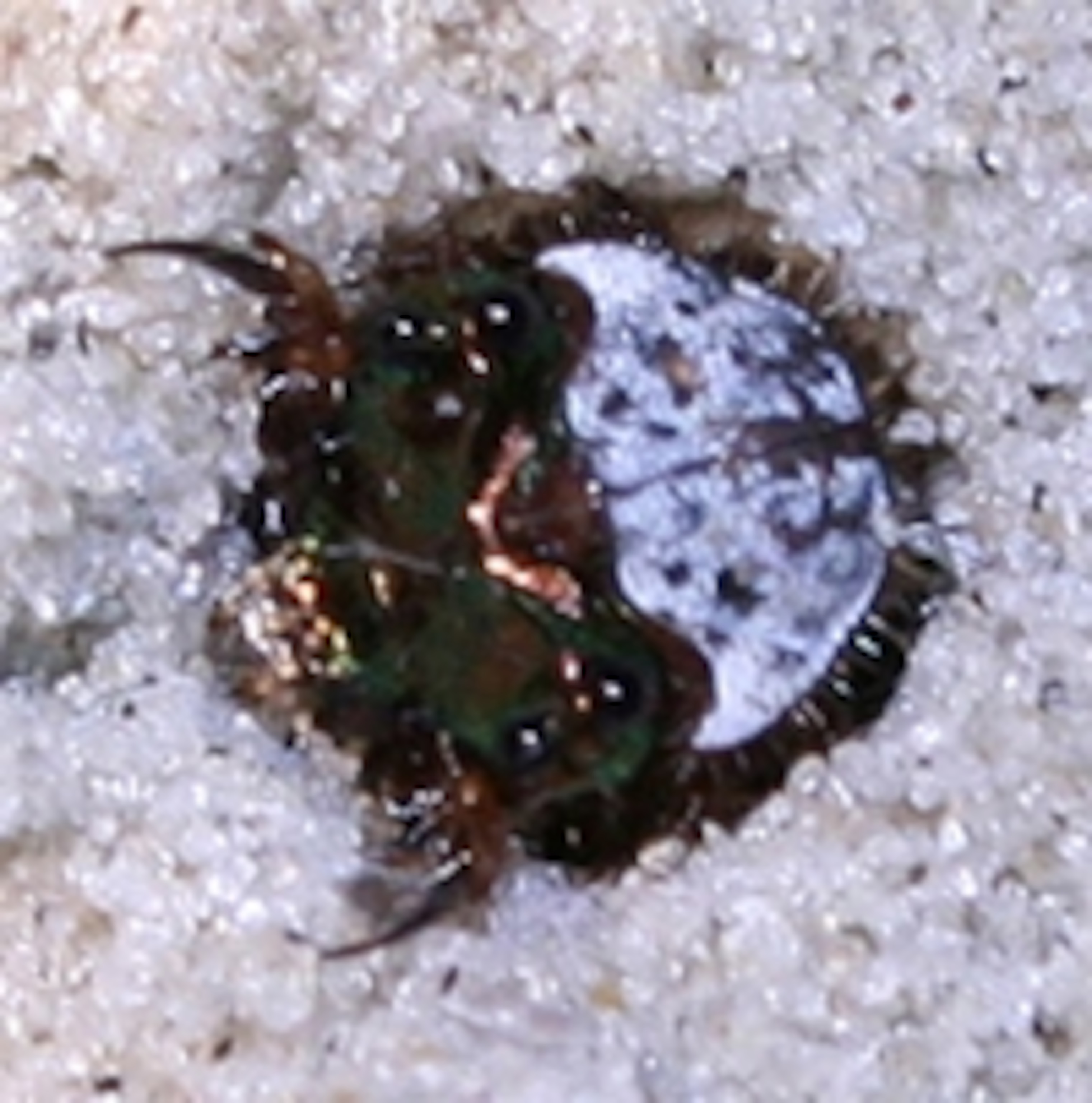 Beetle turns itself into a wheel (that’s how it rolls) | National ...