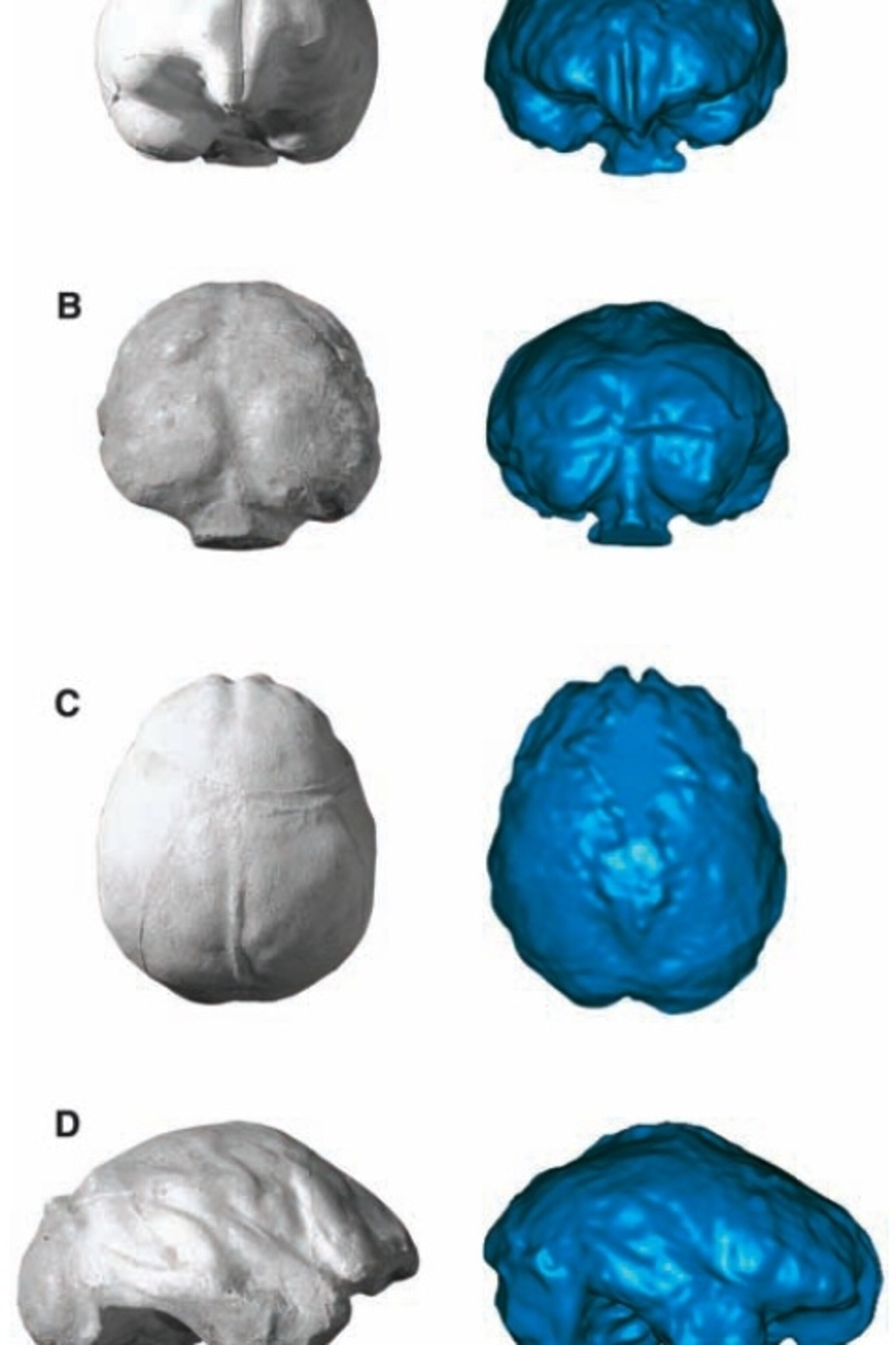 Whose Brain Is It Anyway? (The Further Hobbit Adventures)