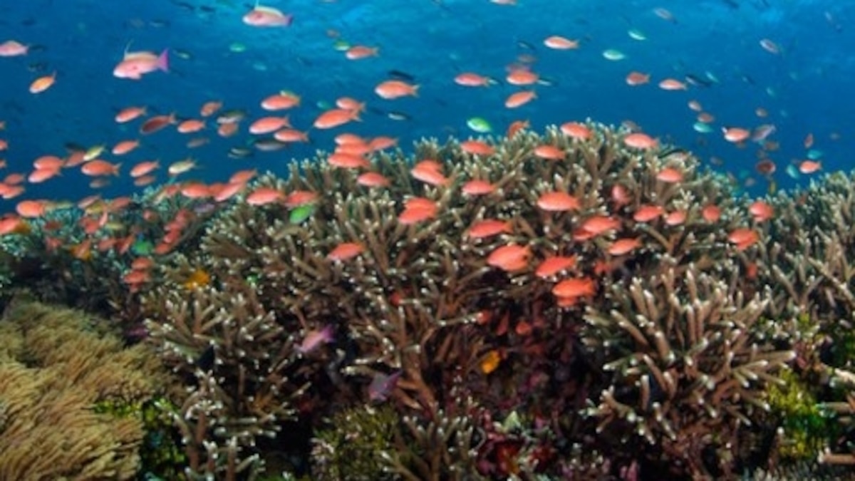 Saving the Coral Triangle | National Geographic