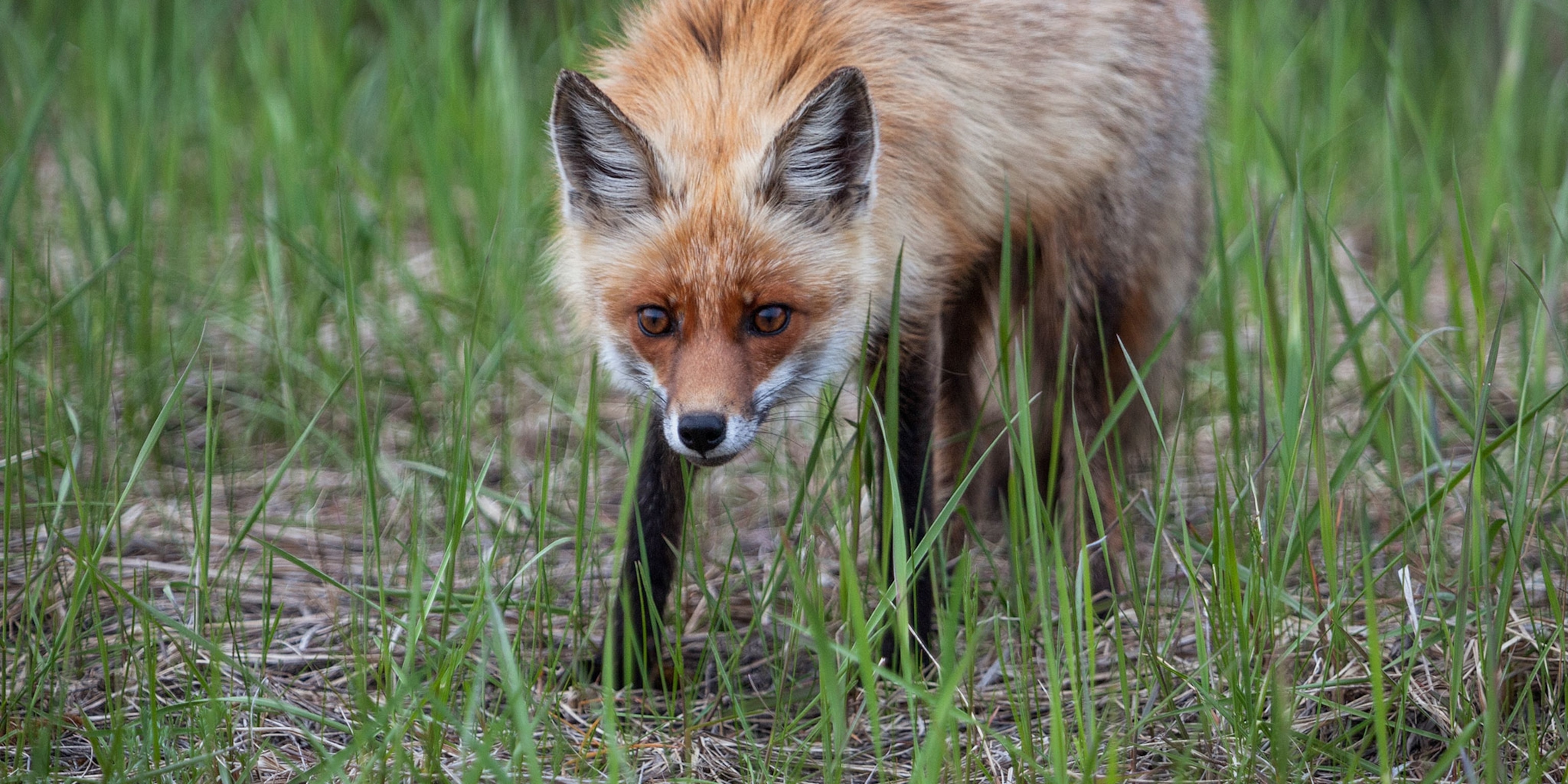 Mutated Animals From Radiation Chernobyl Dogs Are Rapidly Evolving In