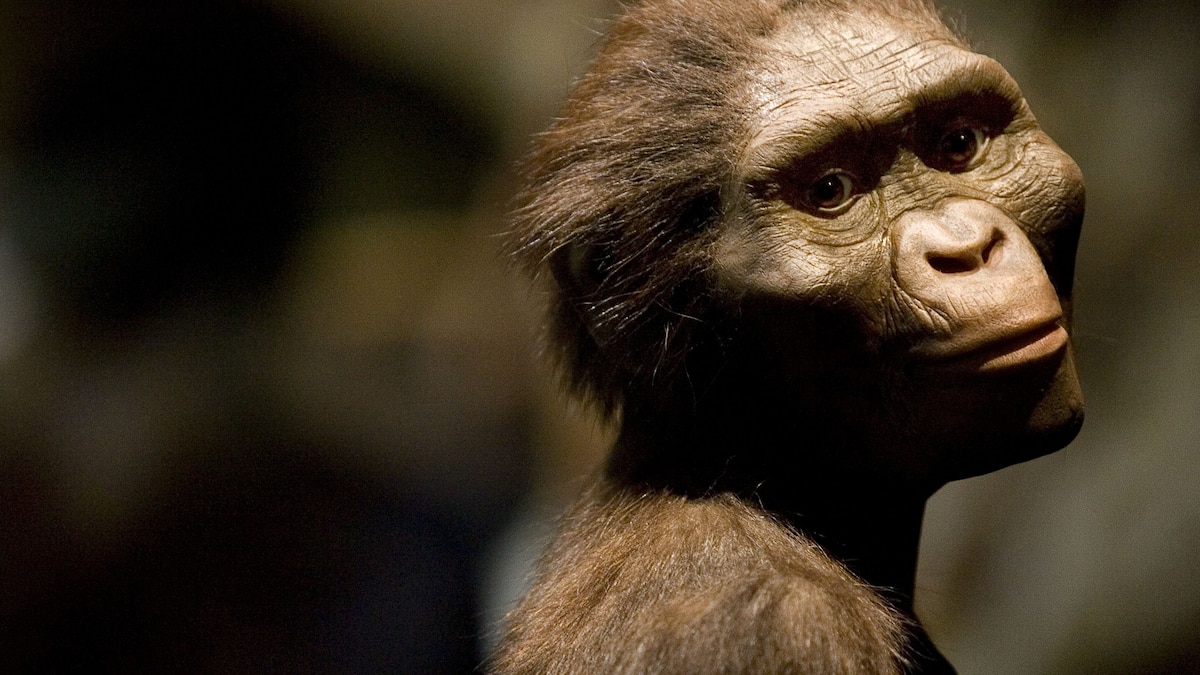 "Lucy's Baby" a Born Climber, Hinting Human Ancestors Lingered in Trees ...