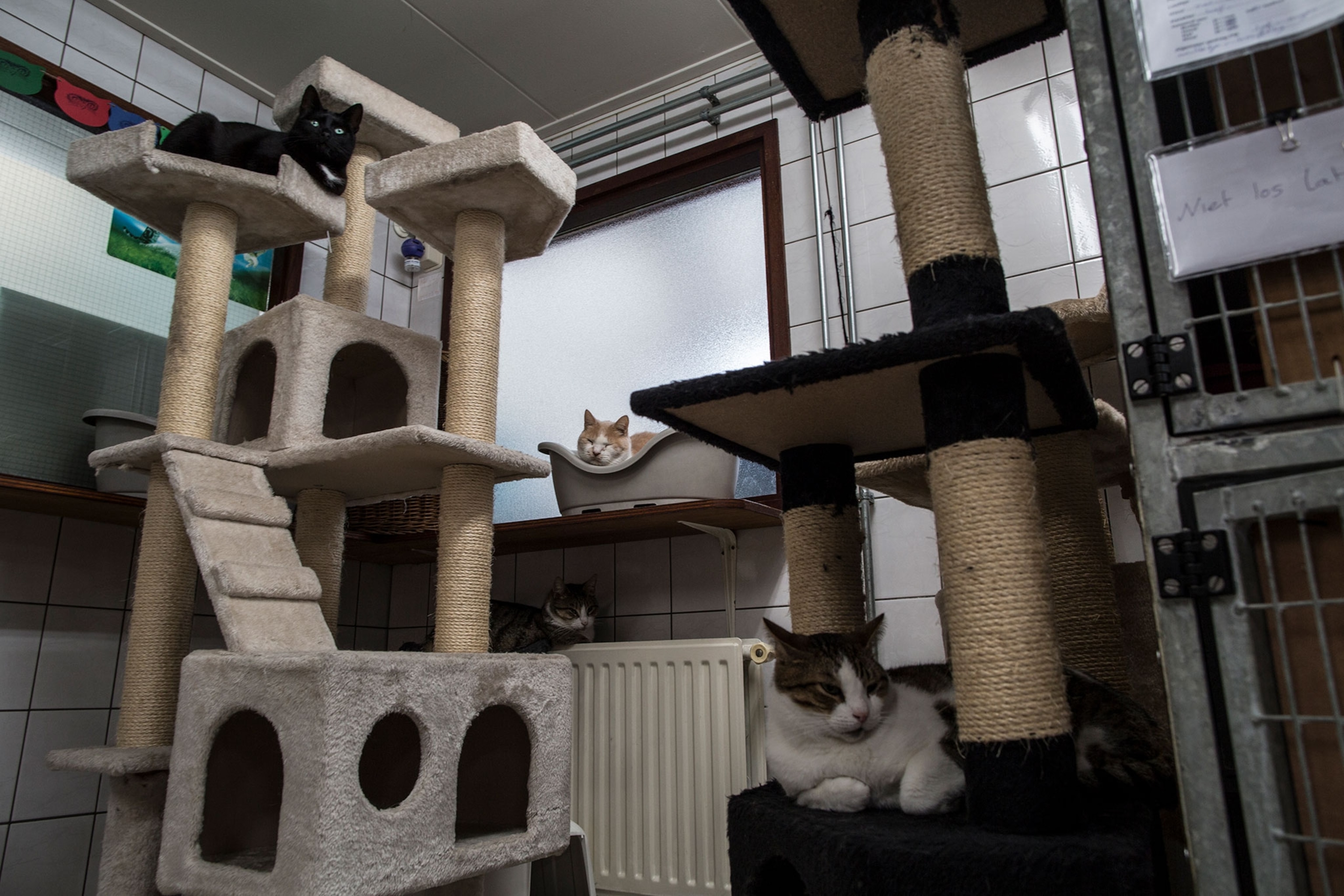 See Pictures of the Catboat in Amsterdam