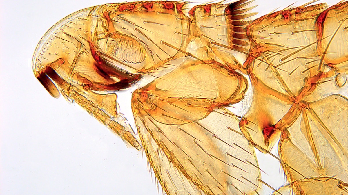 Fleas Hitch Ride on Earwigs to Suck Bat Blood | National Geographic