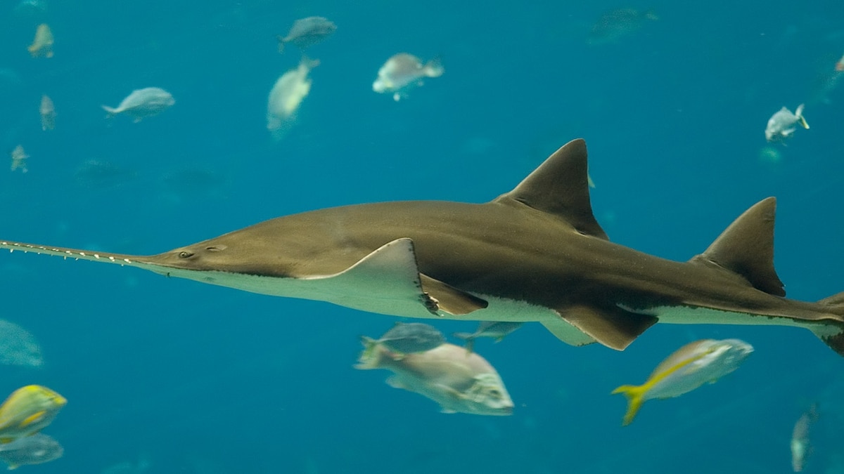 The Mediterranean’s Missing Sawfishes | National Geographic