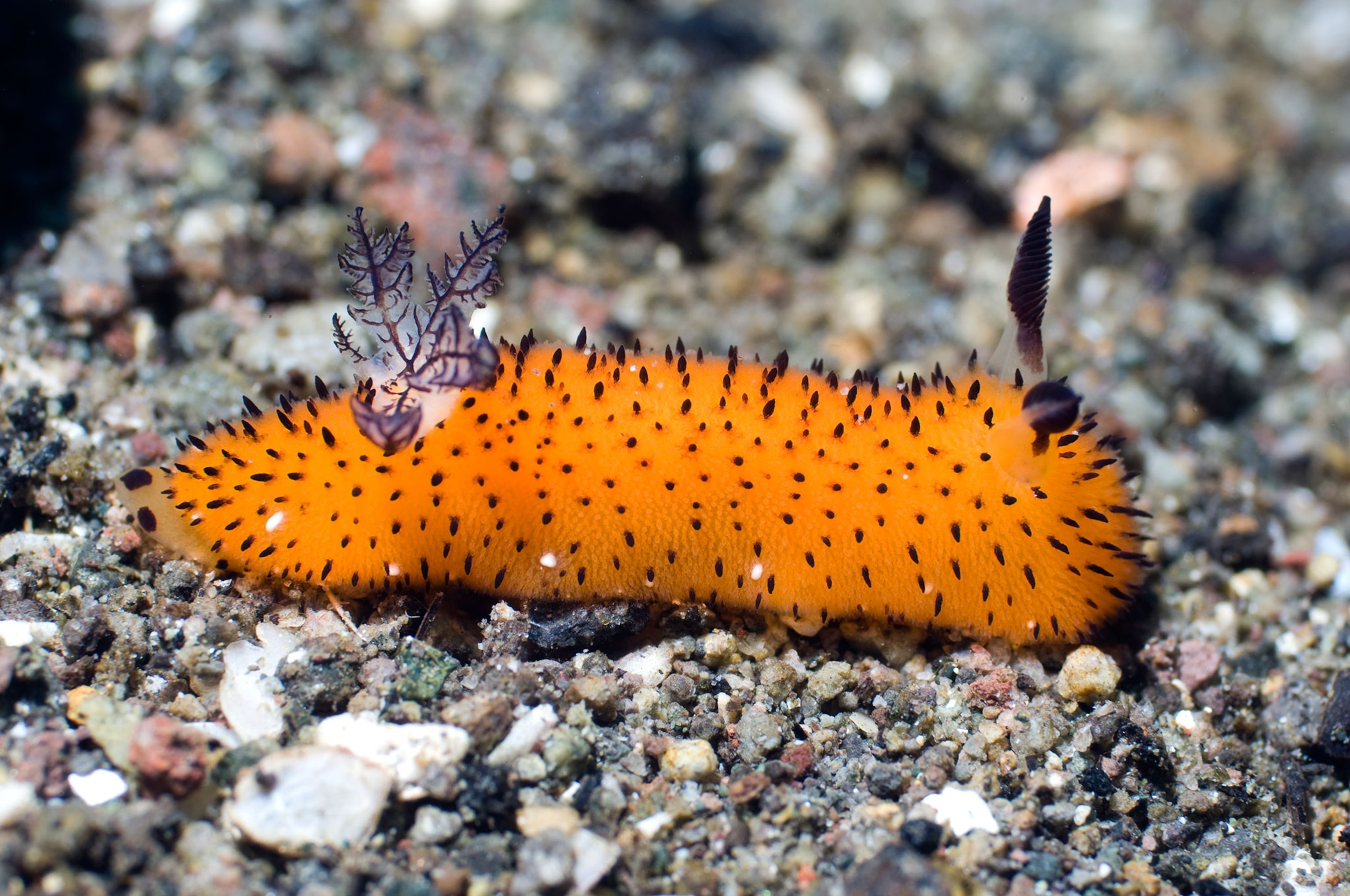 Top 10 Weirdest Animal Stories of 2015—Editors’ Picks | National Geographic