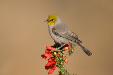 Verdin | National Geographic