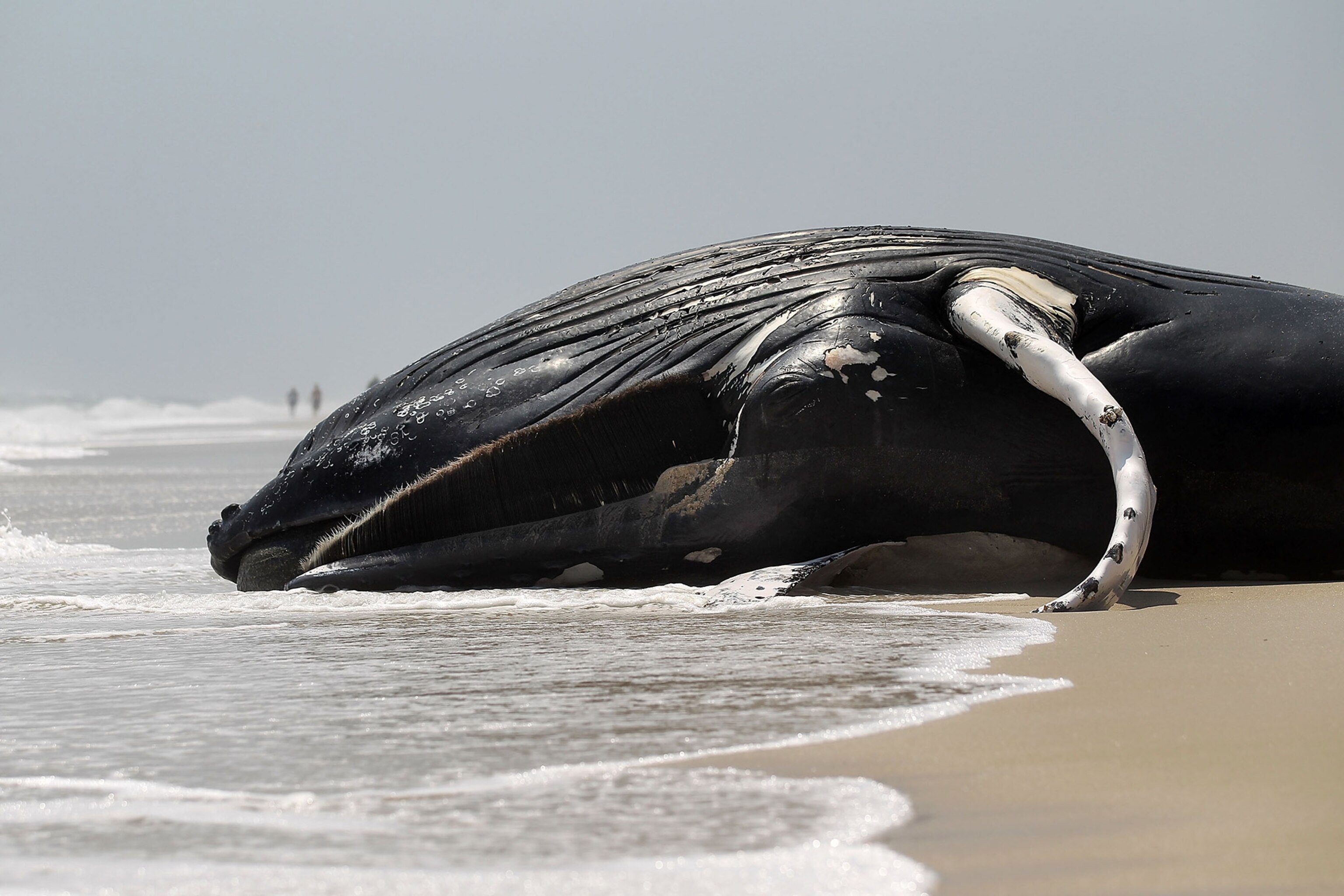 Dead whales are washing up on the East Coast. The reason remains a mystery.