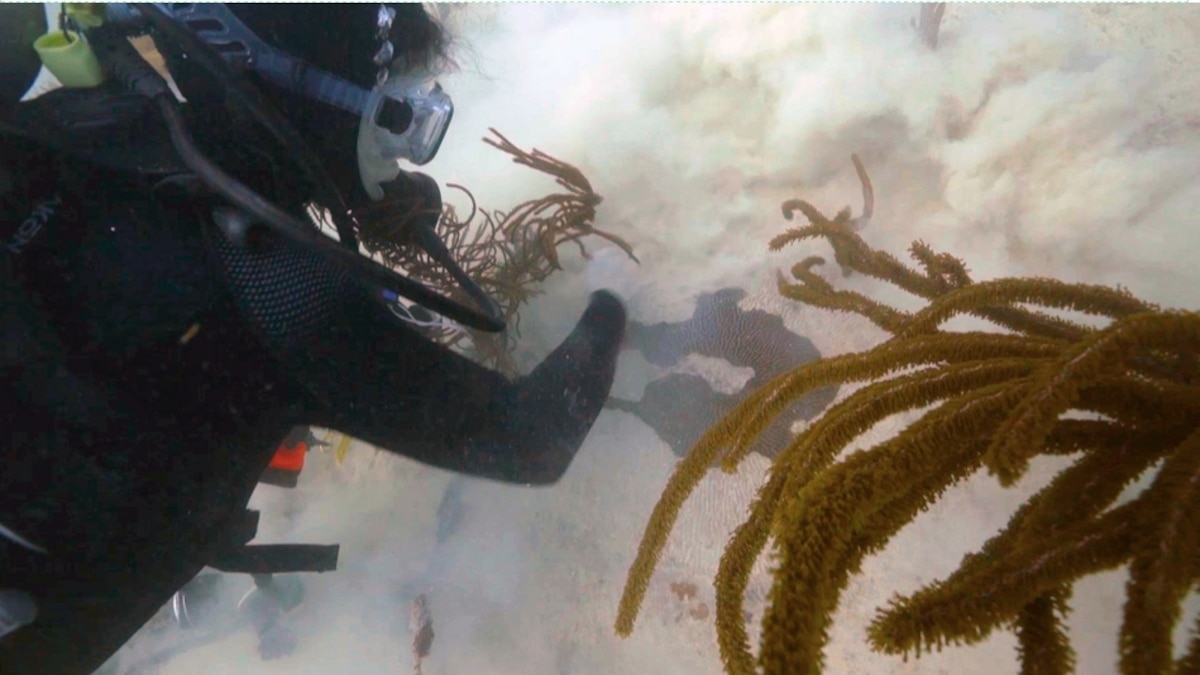 Miami's Choice: Bigger Ships or Coral Reefs? | National Geographic