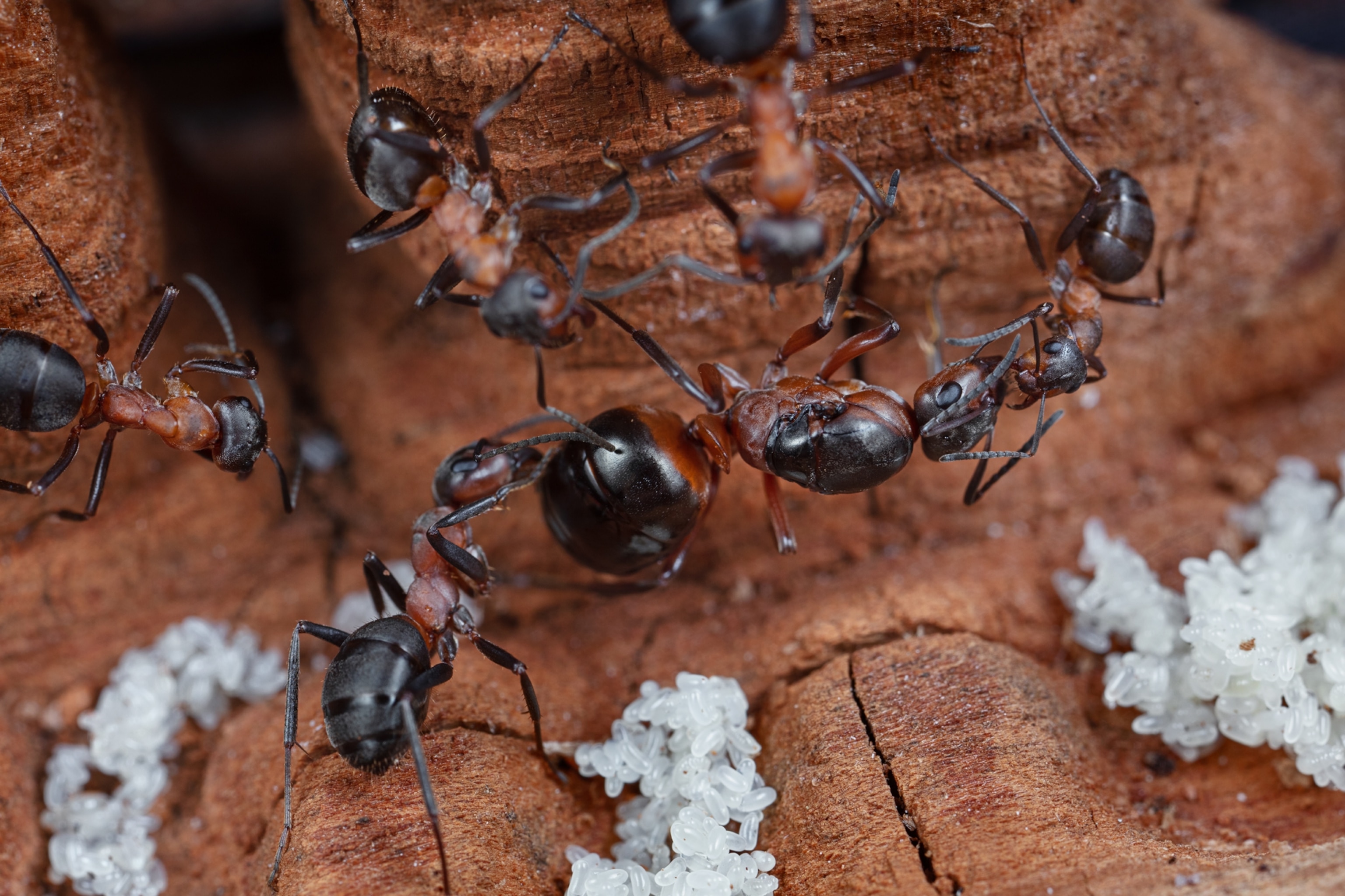 Why red wood ants are the forest's tiny but mighty superheroes