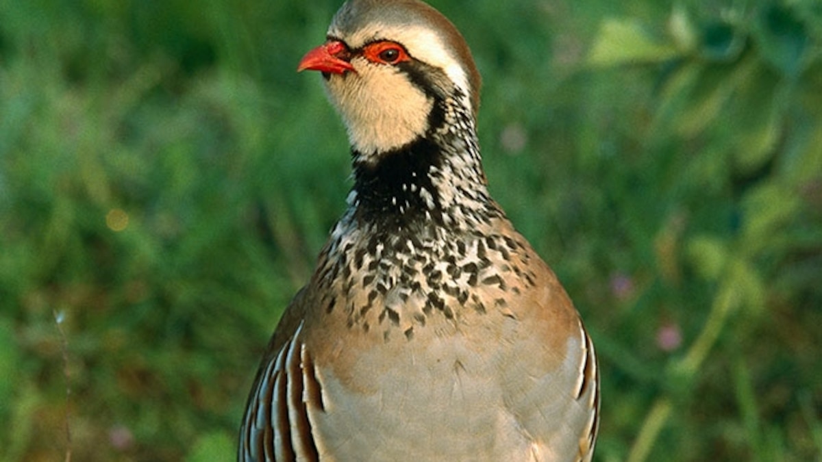Why that partridge not in a pear tree | National Geographic