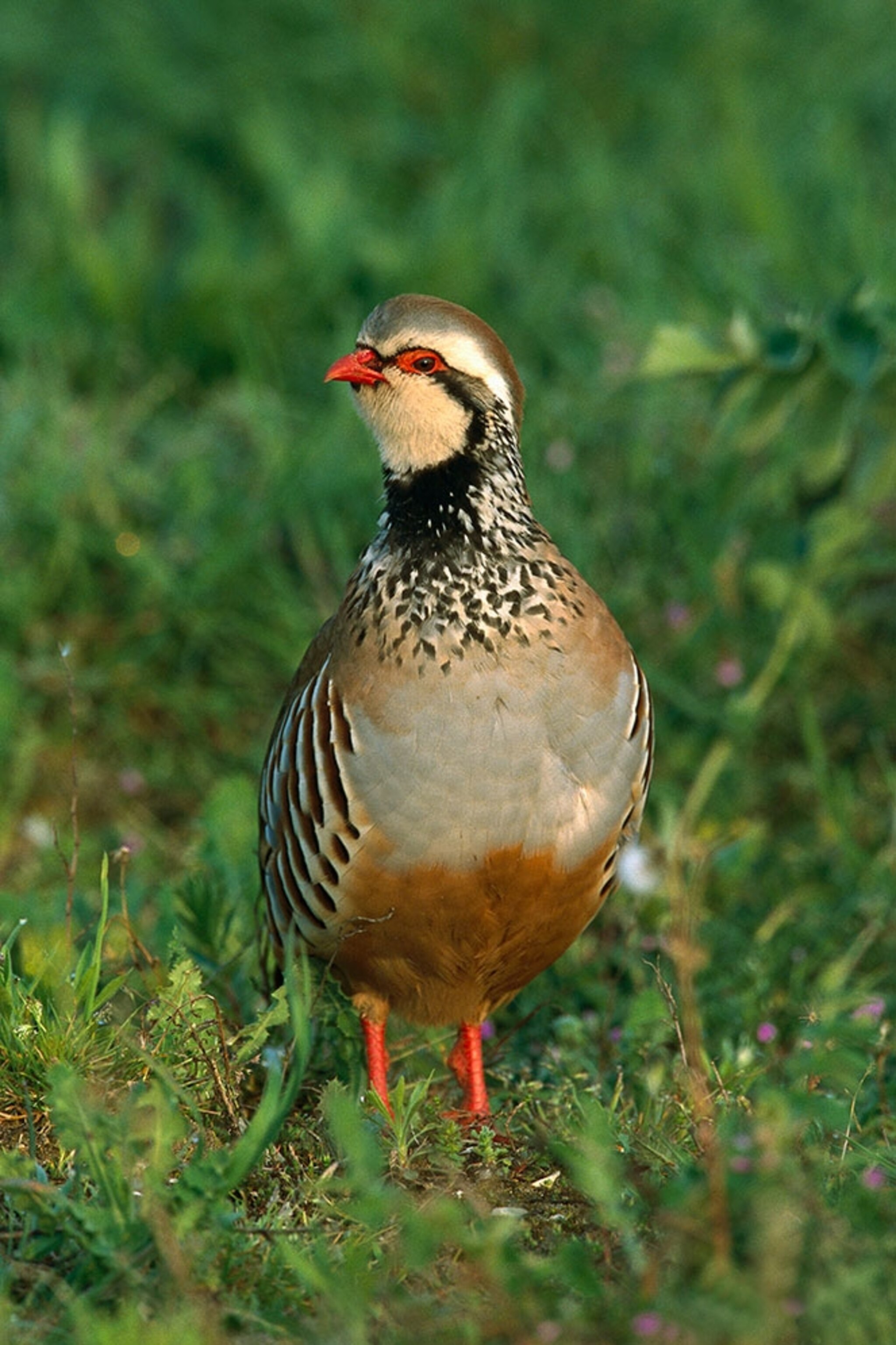 Why that partridge not in a pear tree