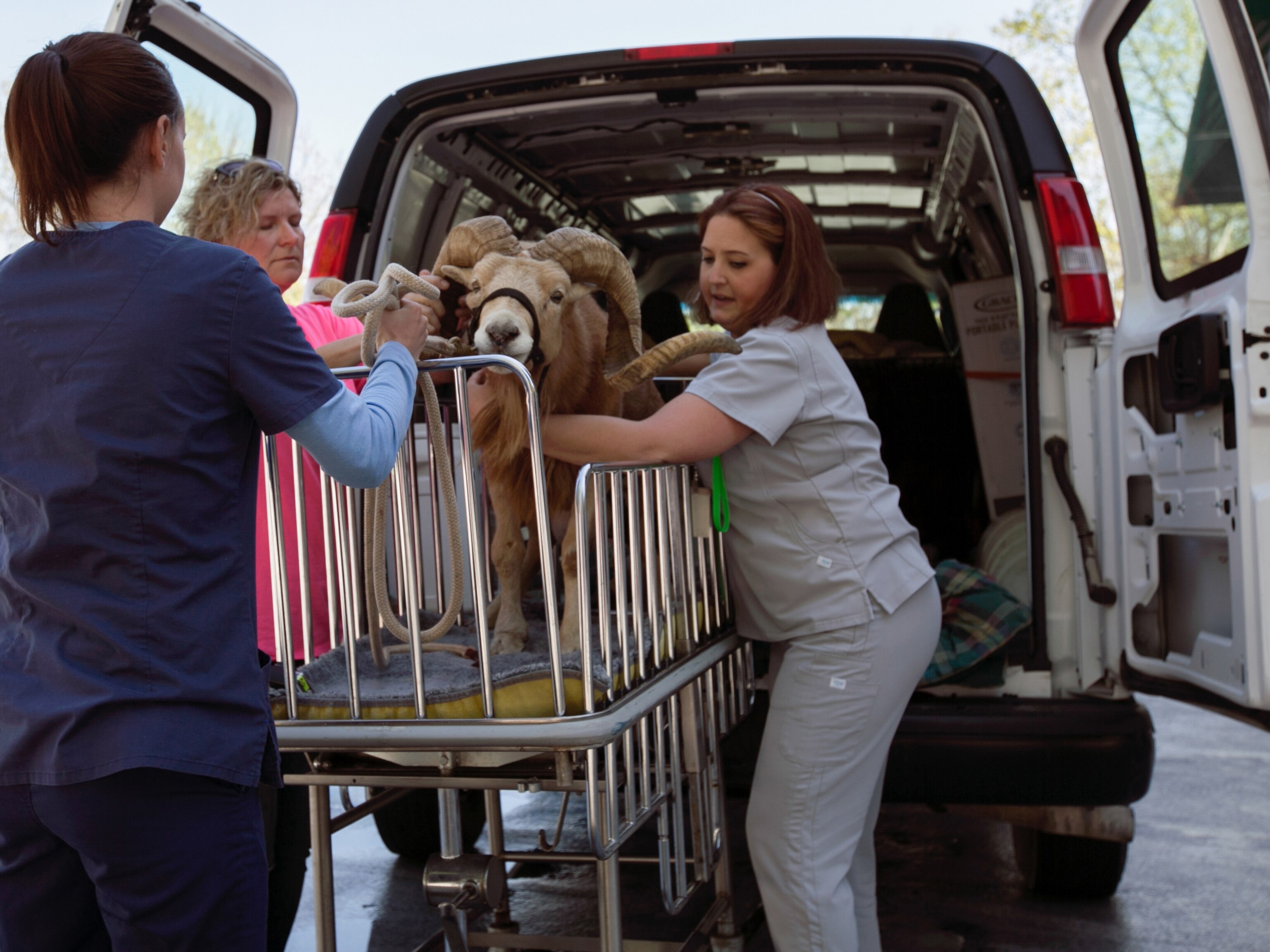 These Vets Go to Extremes to Keep Animals Healthy