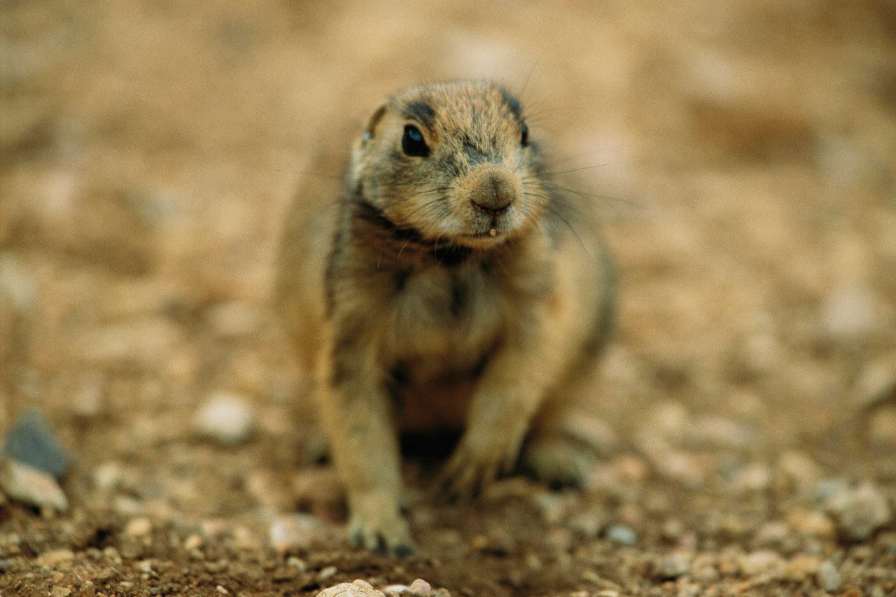 See a different endangered animal in every U.S. state