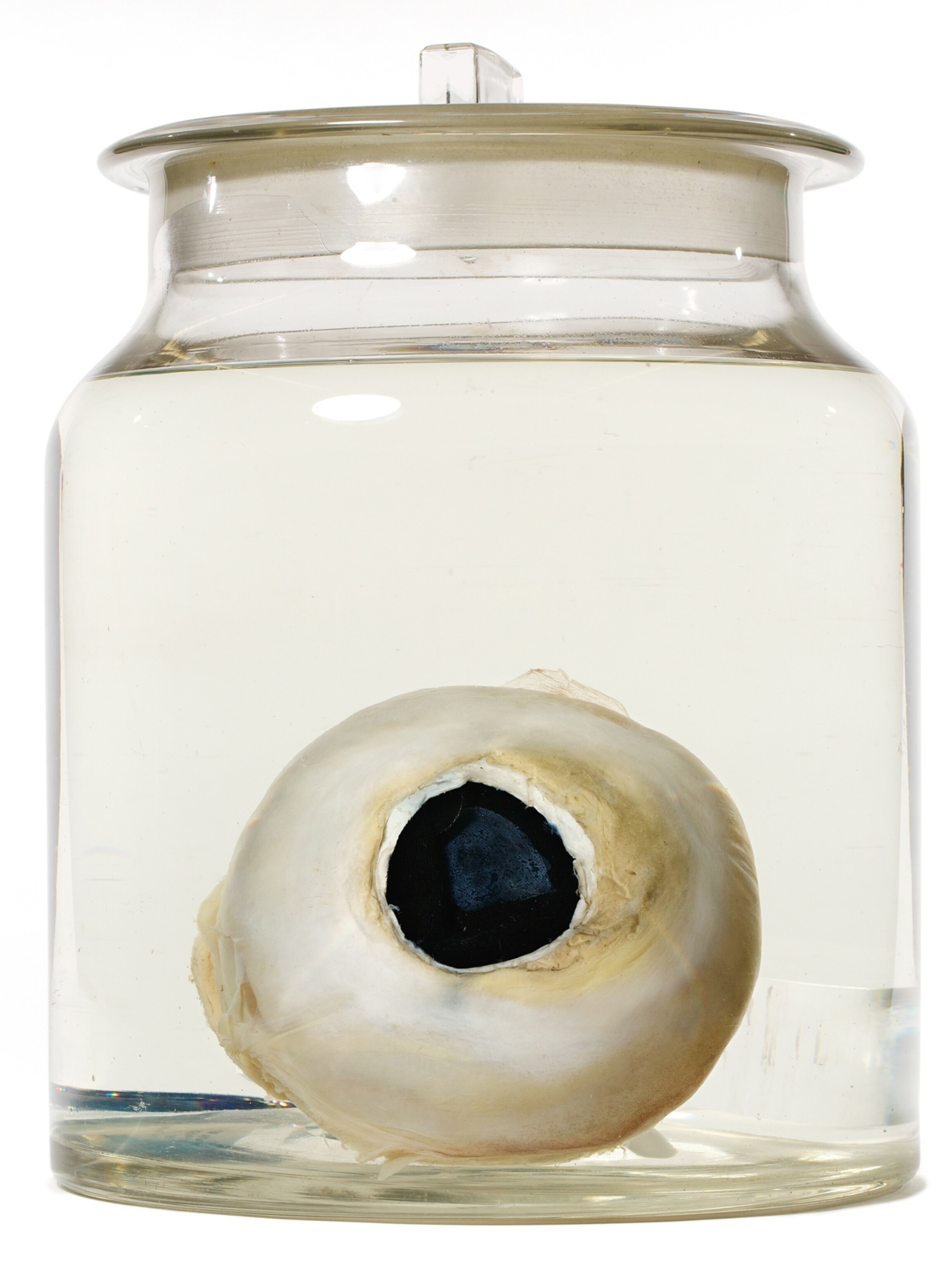 Inside the Eye: Nature’s Most Exquisite Creation