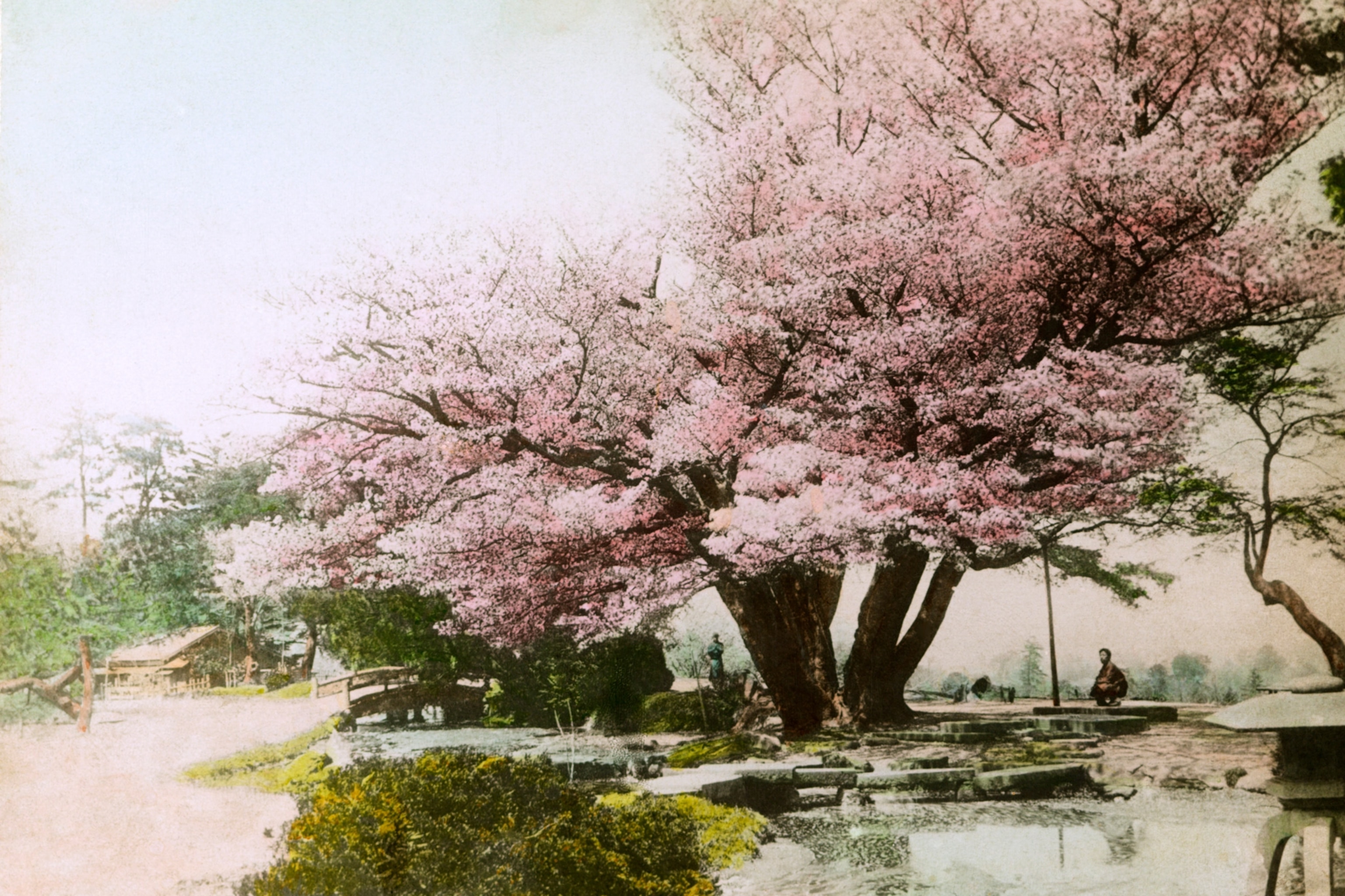 Unique trees from Nat Geo’s photo archives mark amazing moments