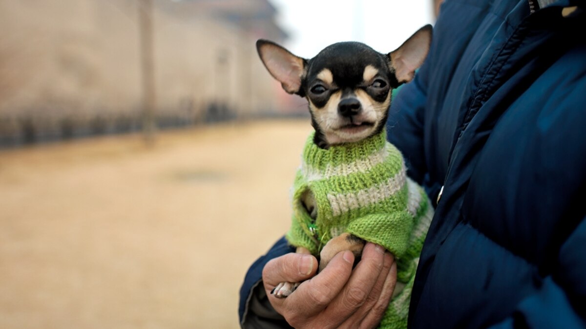 Dogs' Brains Reorganized by Breeding | National Geographic