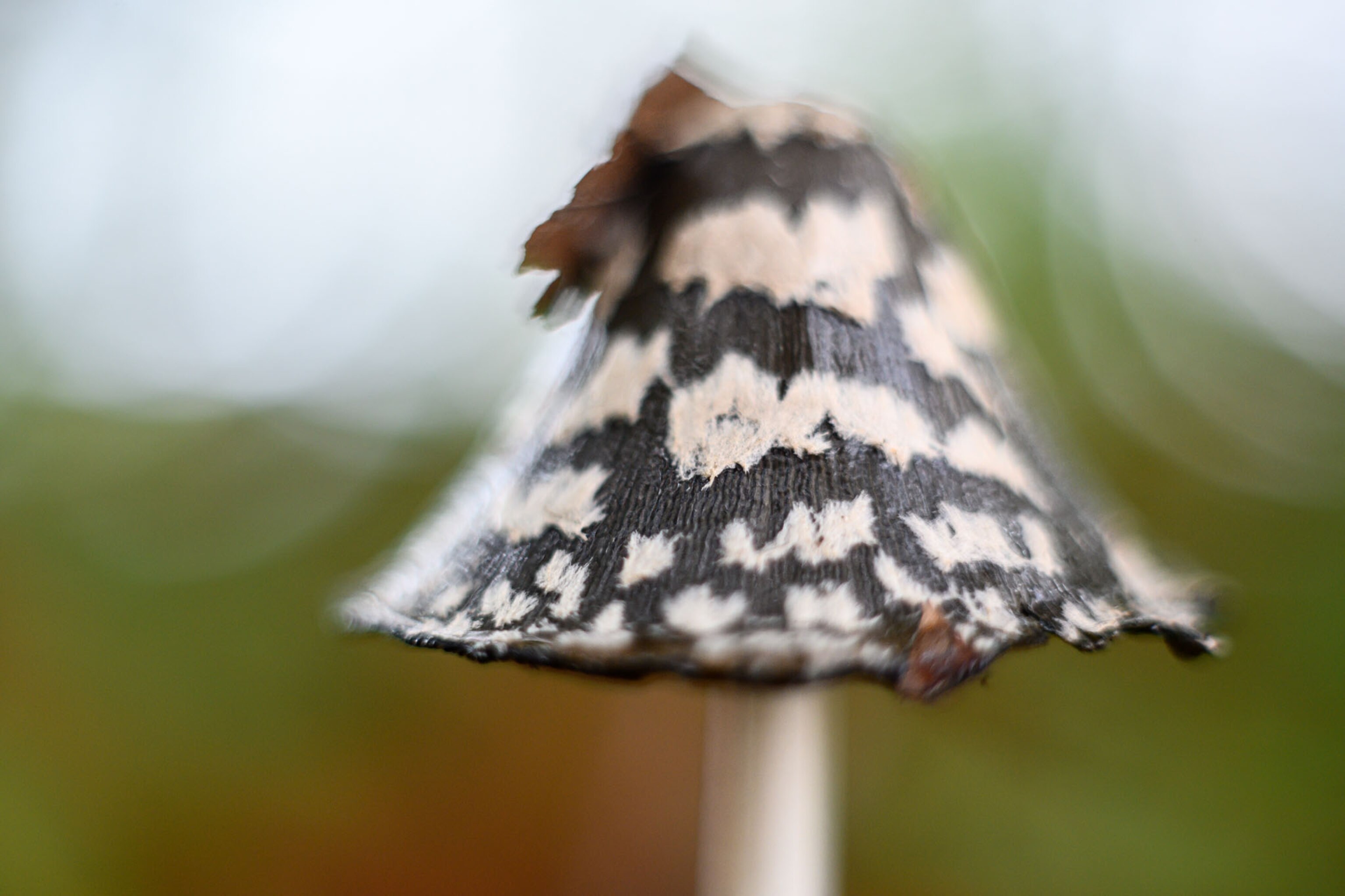Yellow Rain And Ink Caps Spores Moulds And Fungi