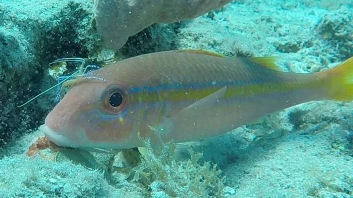 Secret Code Prevents Cleaner Shrimp From Becoming a Meal | National ...