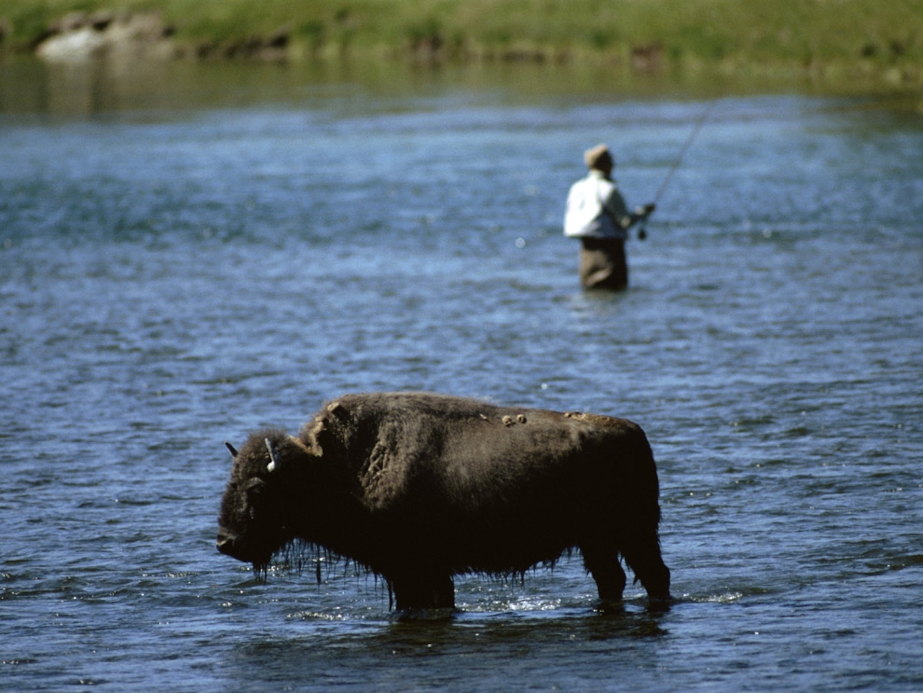 Habitats -- Freshwater Pictures, Wallpapers, Downloads -- National ...