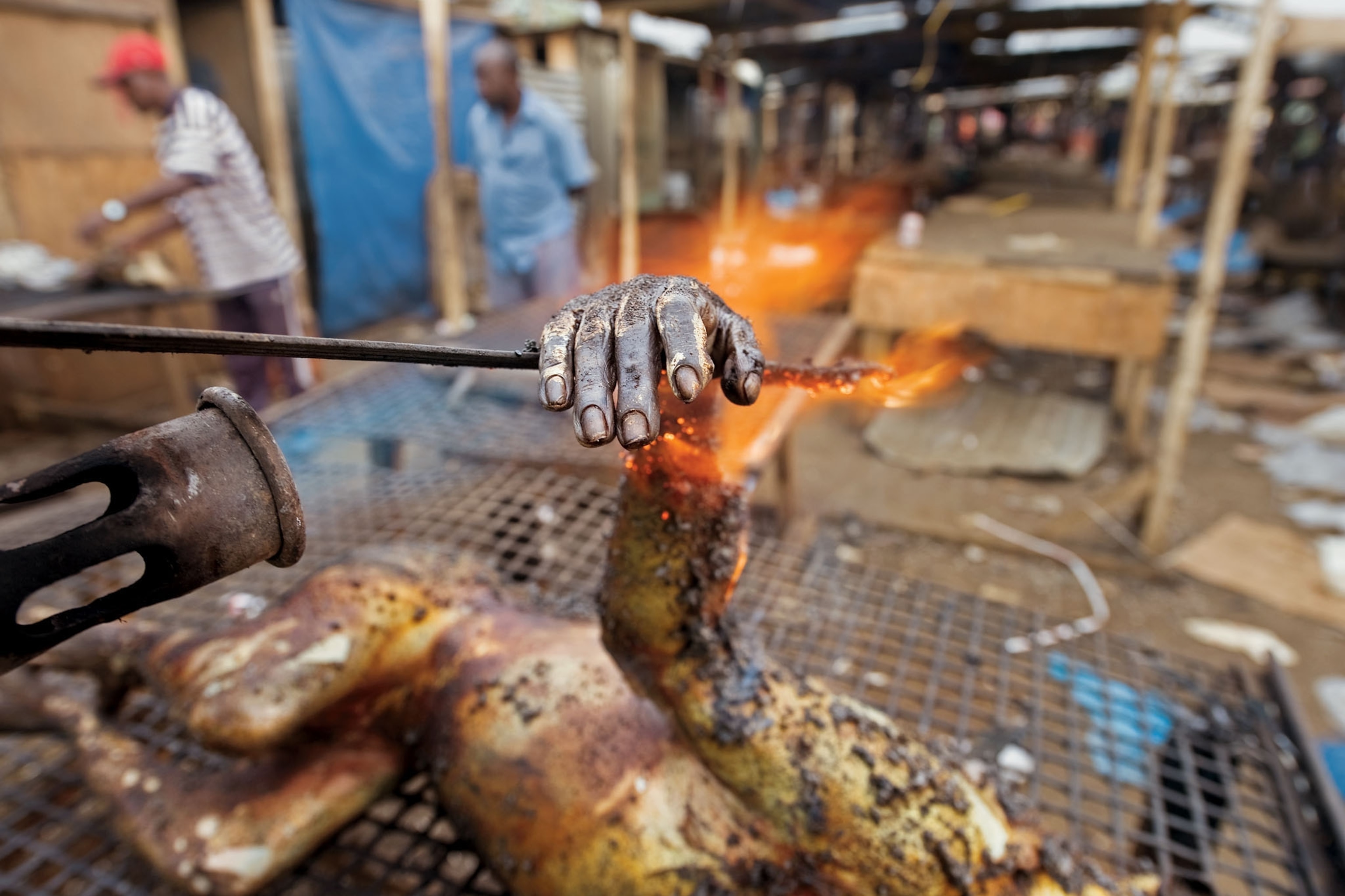 Bioko Island: a threatened African treasure