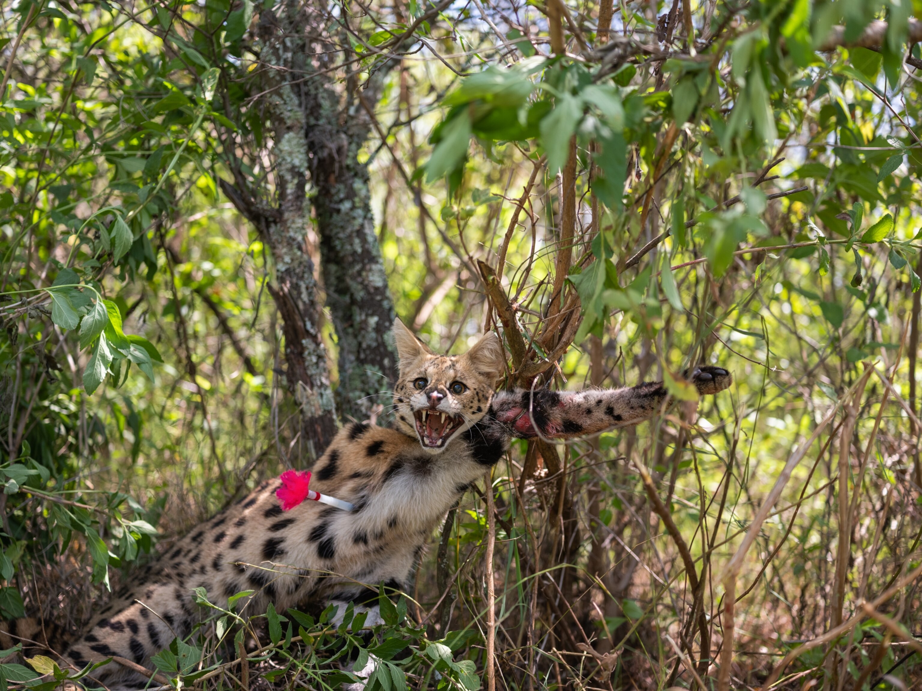 How wildlife conservation in northern Kenya survived the pandemic