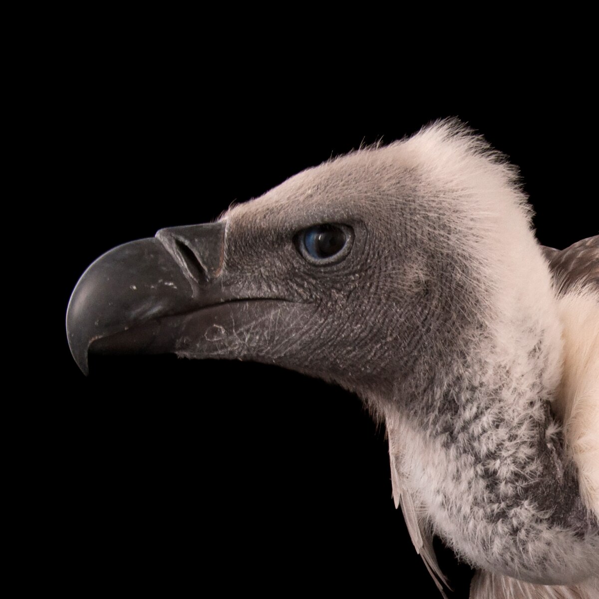 White-backed vulture, facts and photos