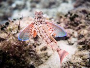 Types Of Flying Fish Vlr eng br
