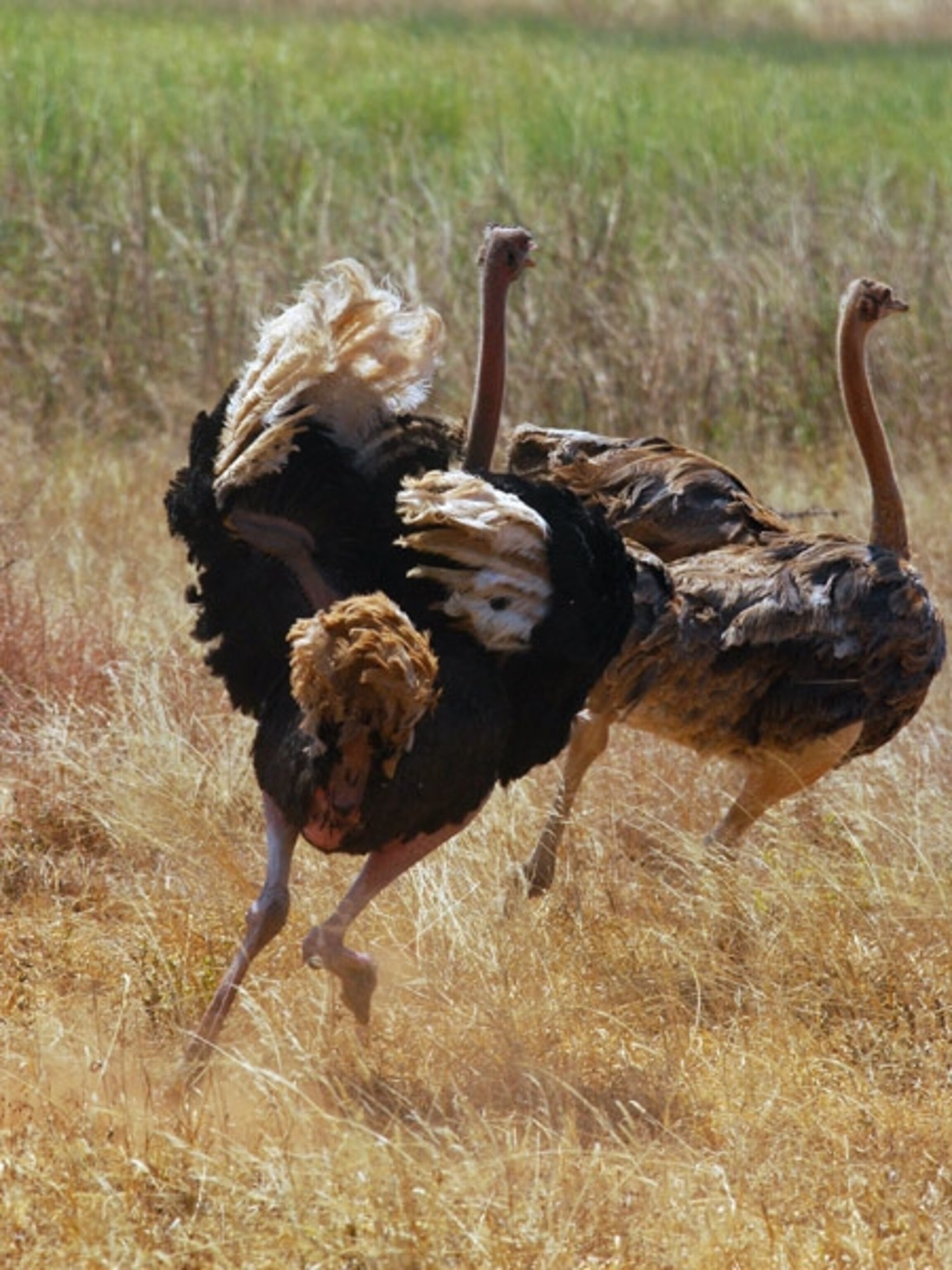 Flightless Bird Pictures - National Geographic
