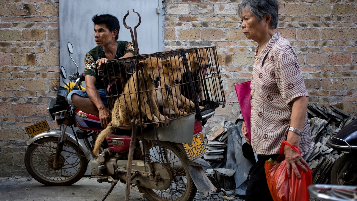 Dog Meat Festival Opens Amid Outrage | National Geographic
