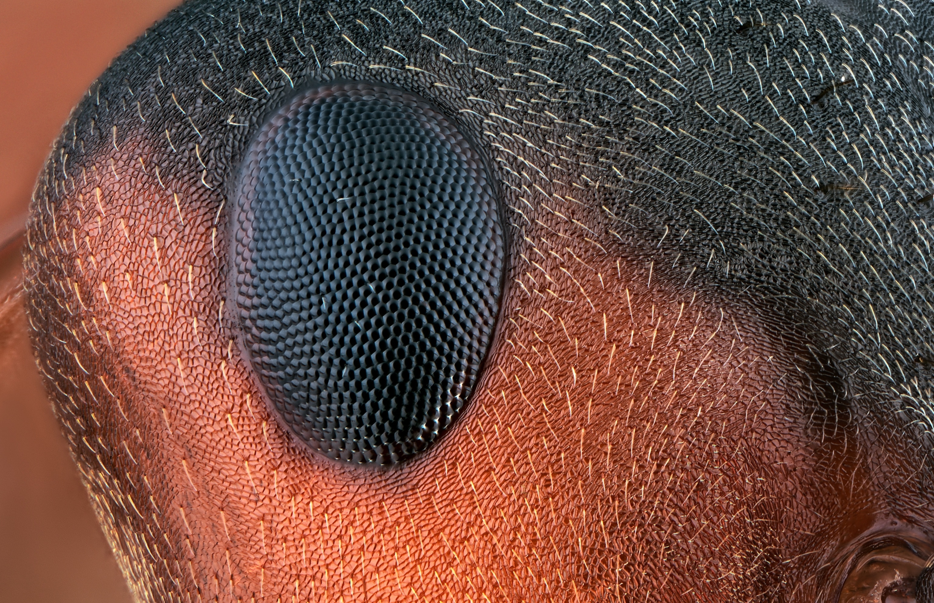 Why red wood ants are the forest's tiny but mighty superheroes