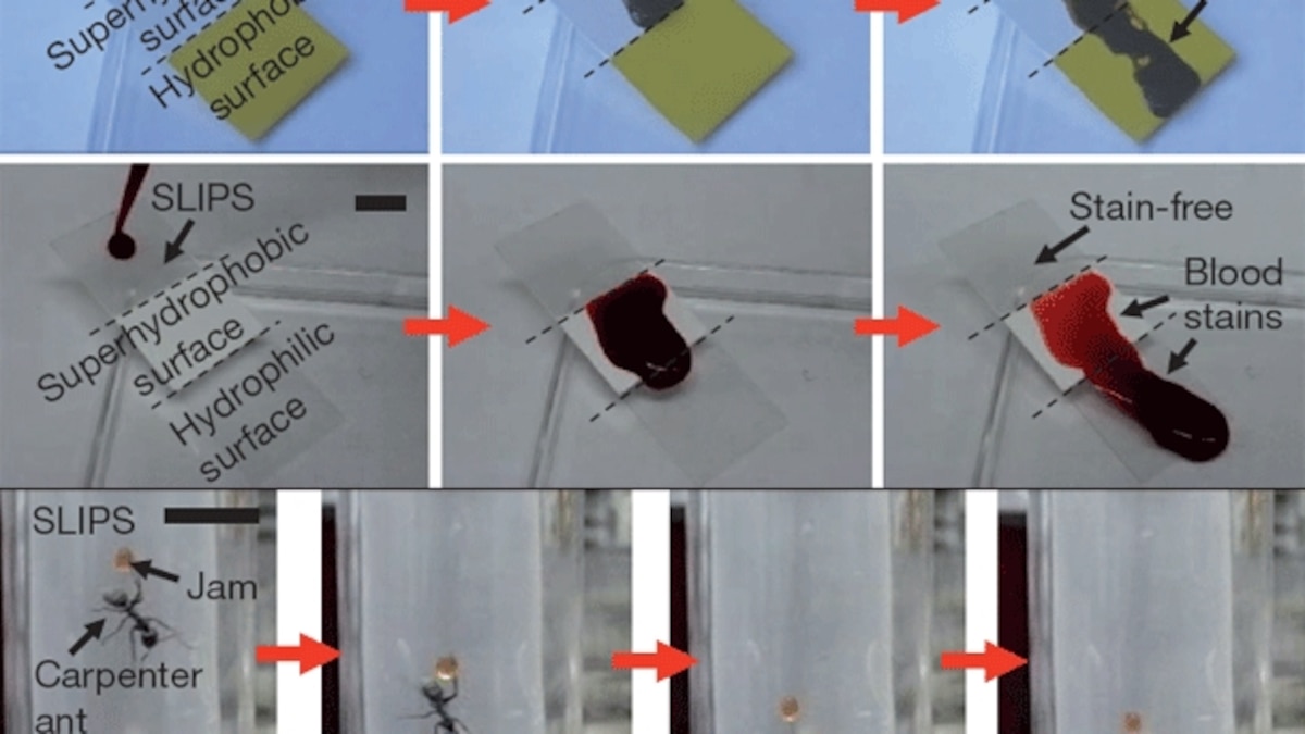 Killer plant super-slippery material that repels everything | National ...