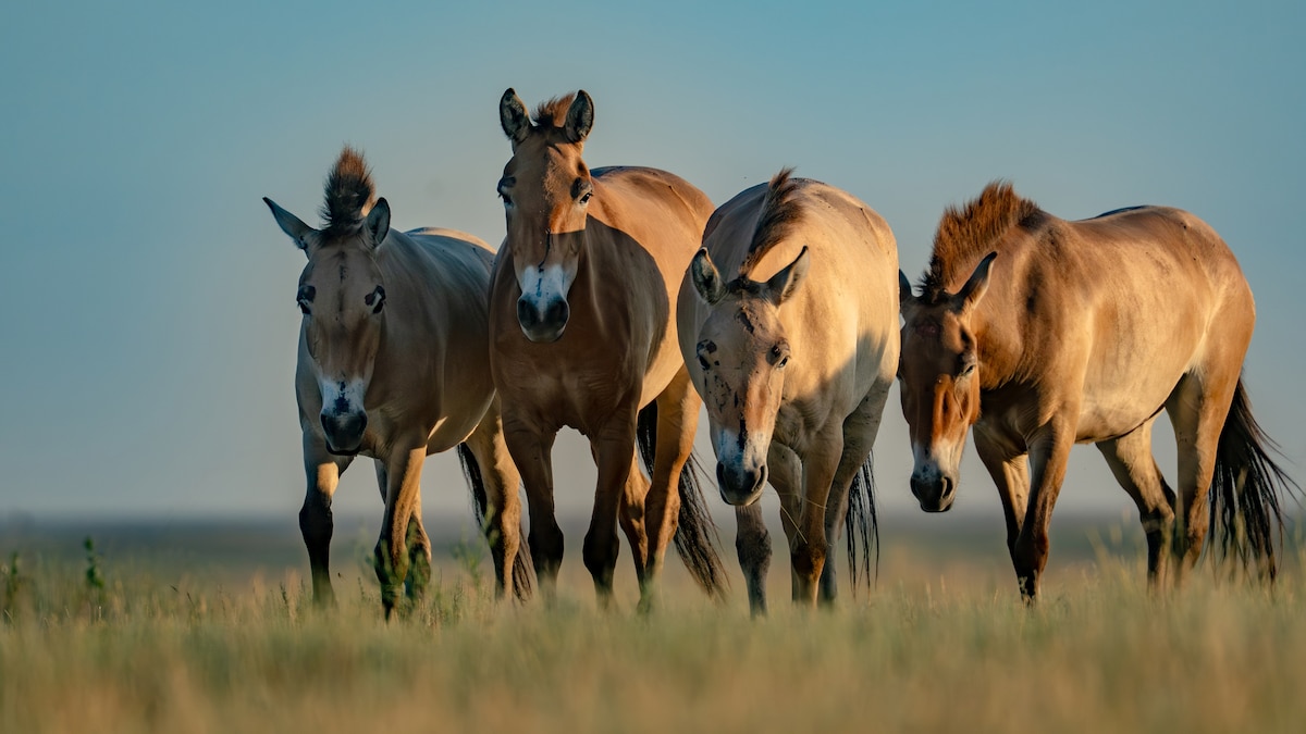 The incredible comeback of the world’s last wild horses | National ...
