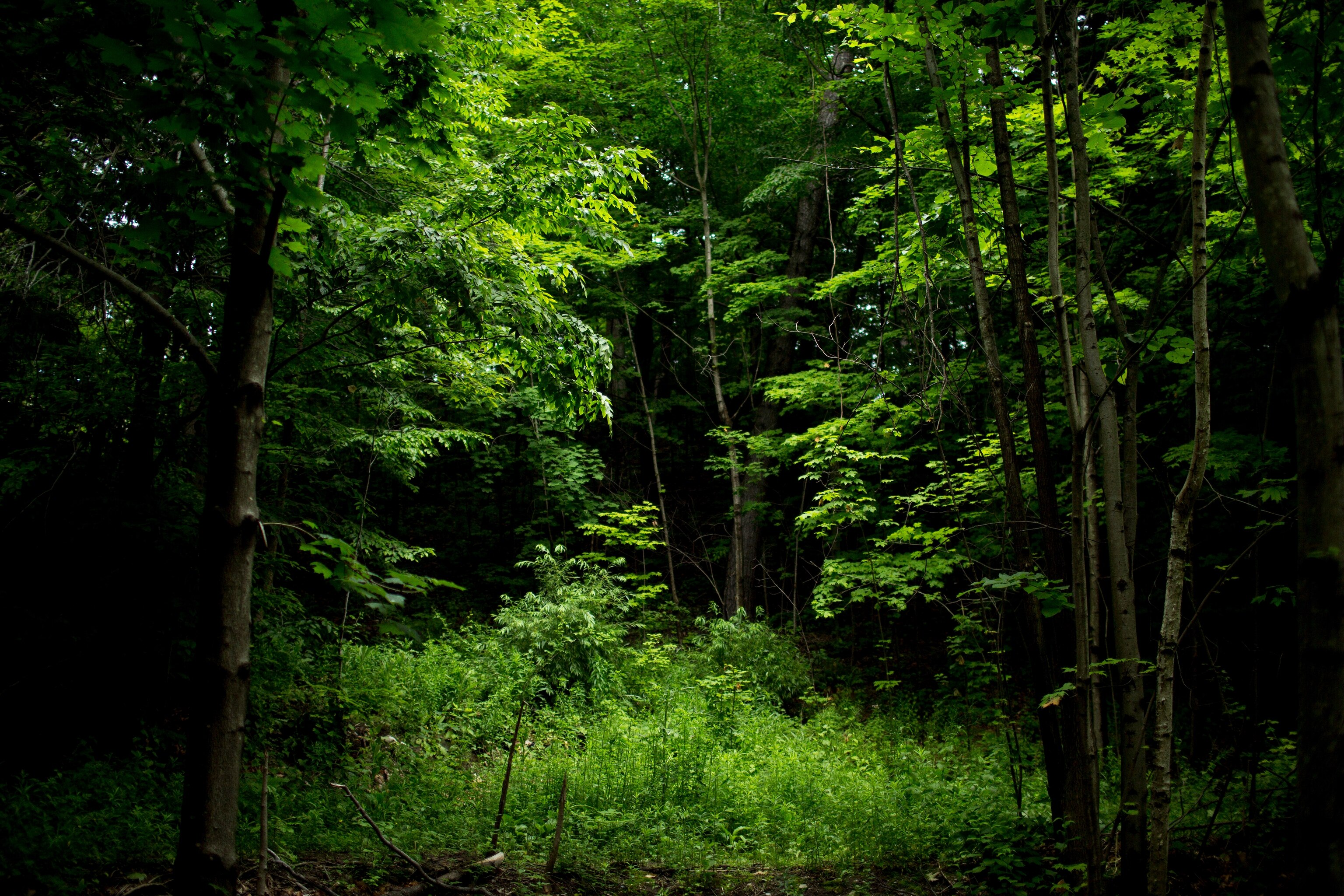The elusive urban forest that lies beneath Toronto