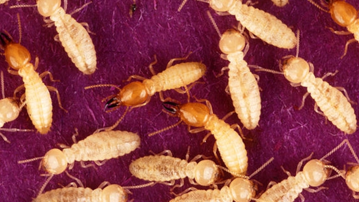 Termite Pest’s Faecal Fortress Is Part Of Its Immune System | National ...
