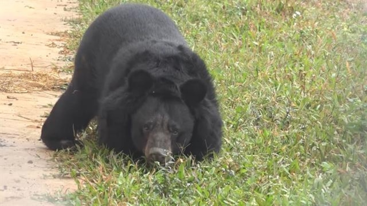 Rescued Bear With Amputated Paws Learns to Walk Again | National Geographic