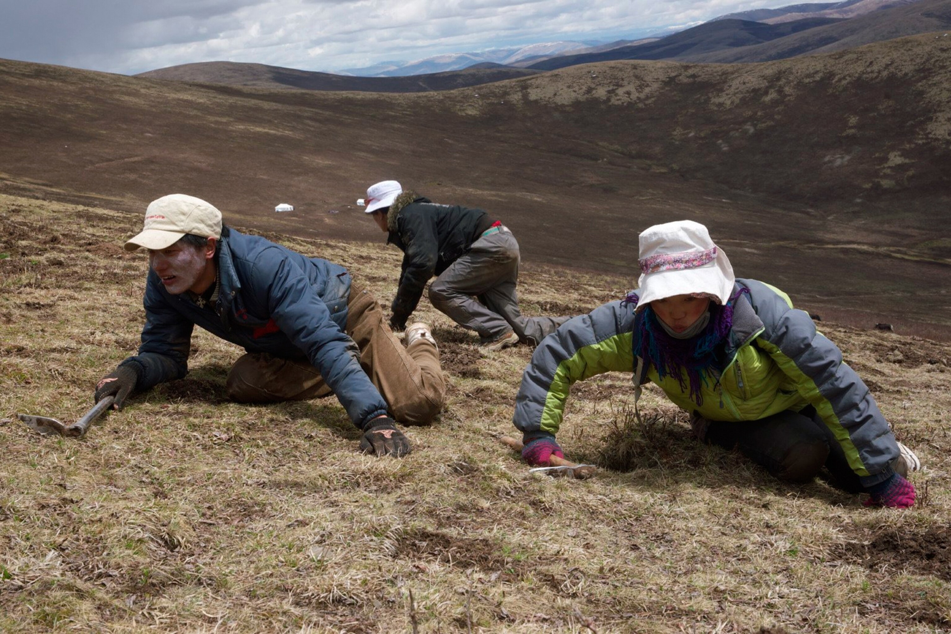 Tibet's Golden "Worm"
