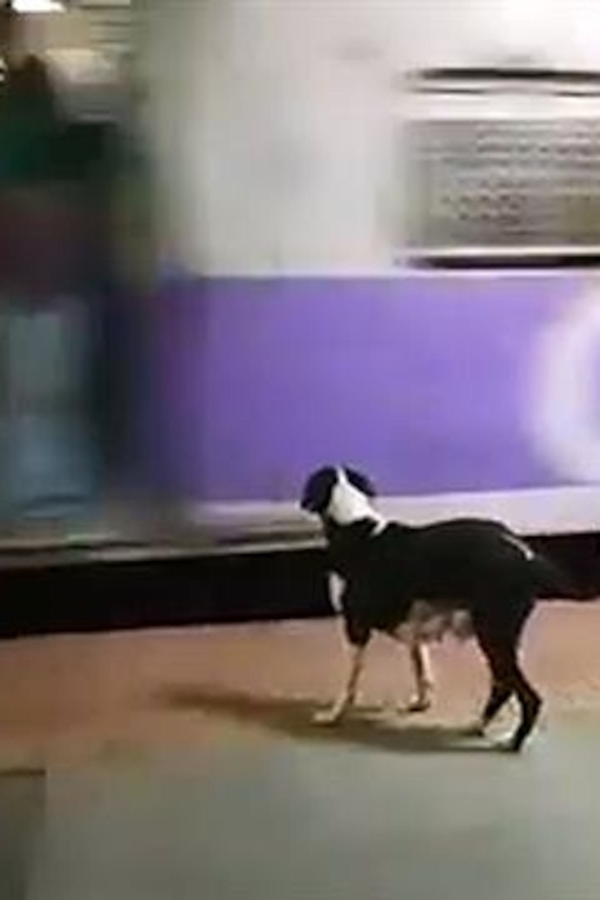 Are Dogs Allowed In Trains India