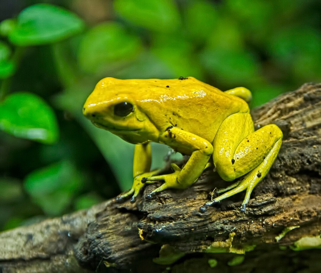 Golden Poison Frog Golden Poison Dart Frog Stock Photo Minden