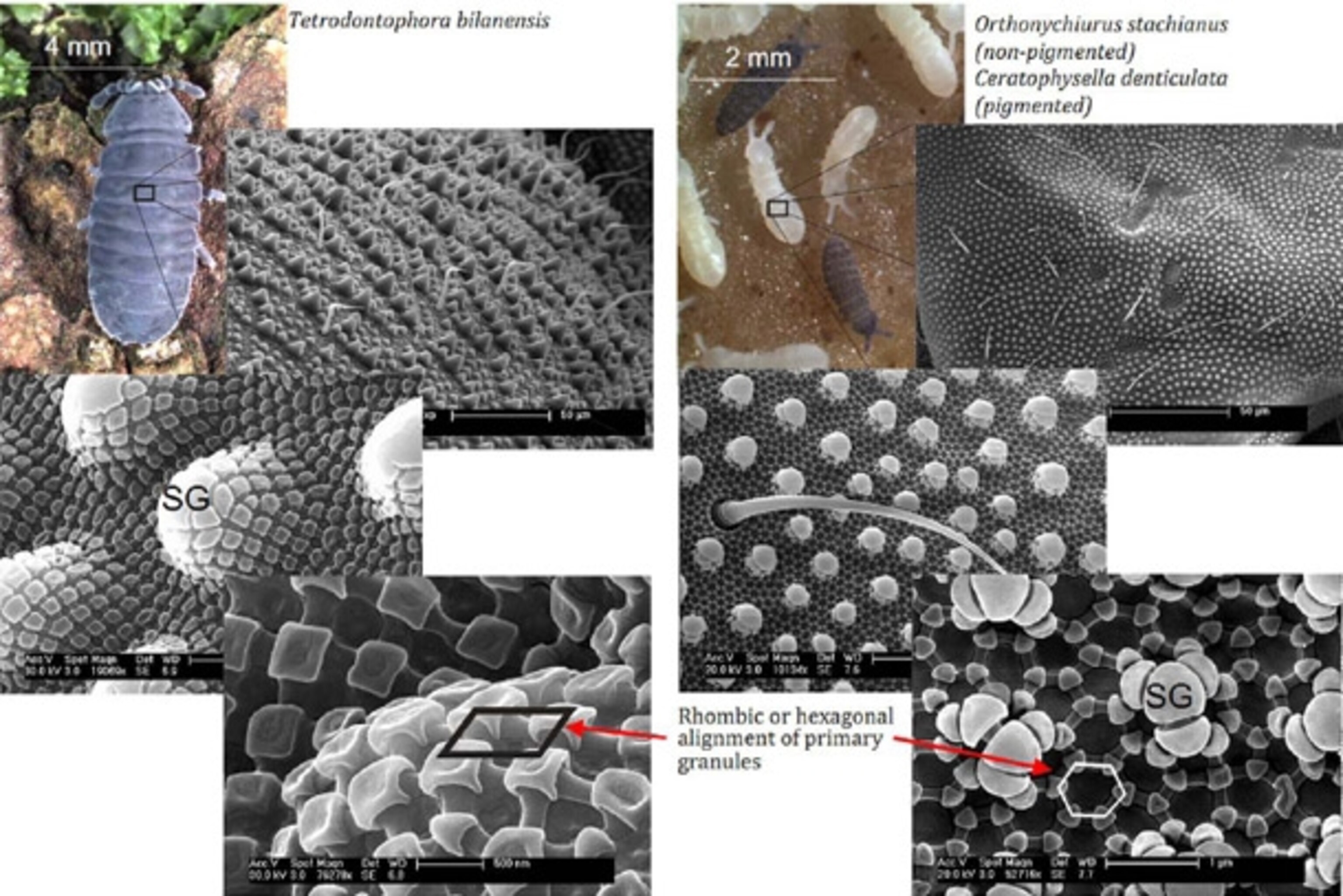 Incredible skin helps springtails to keep dry underwater and always ...