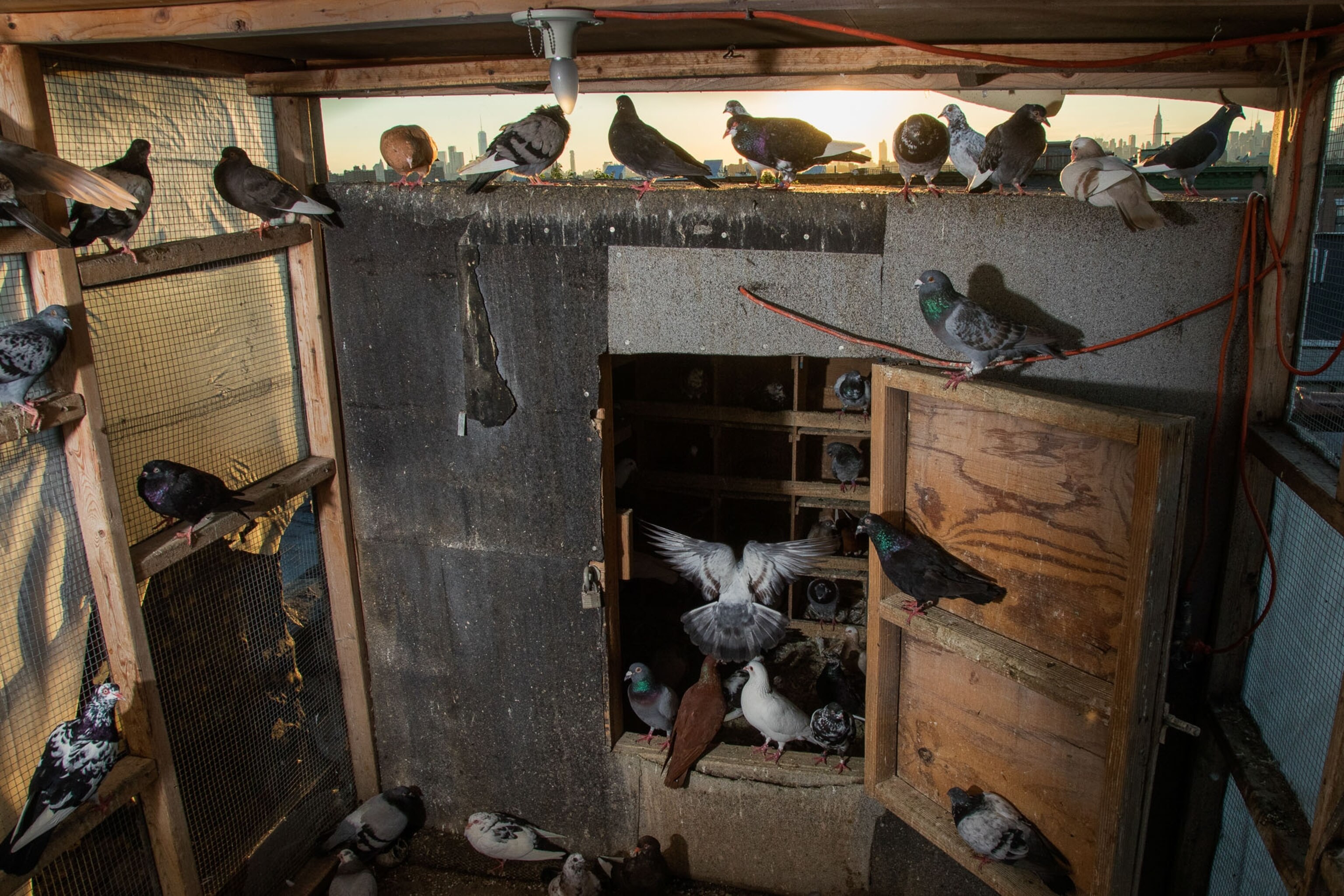 Striking Photos of the Pigeon Flocks of Brooklyn’s Rooftops