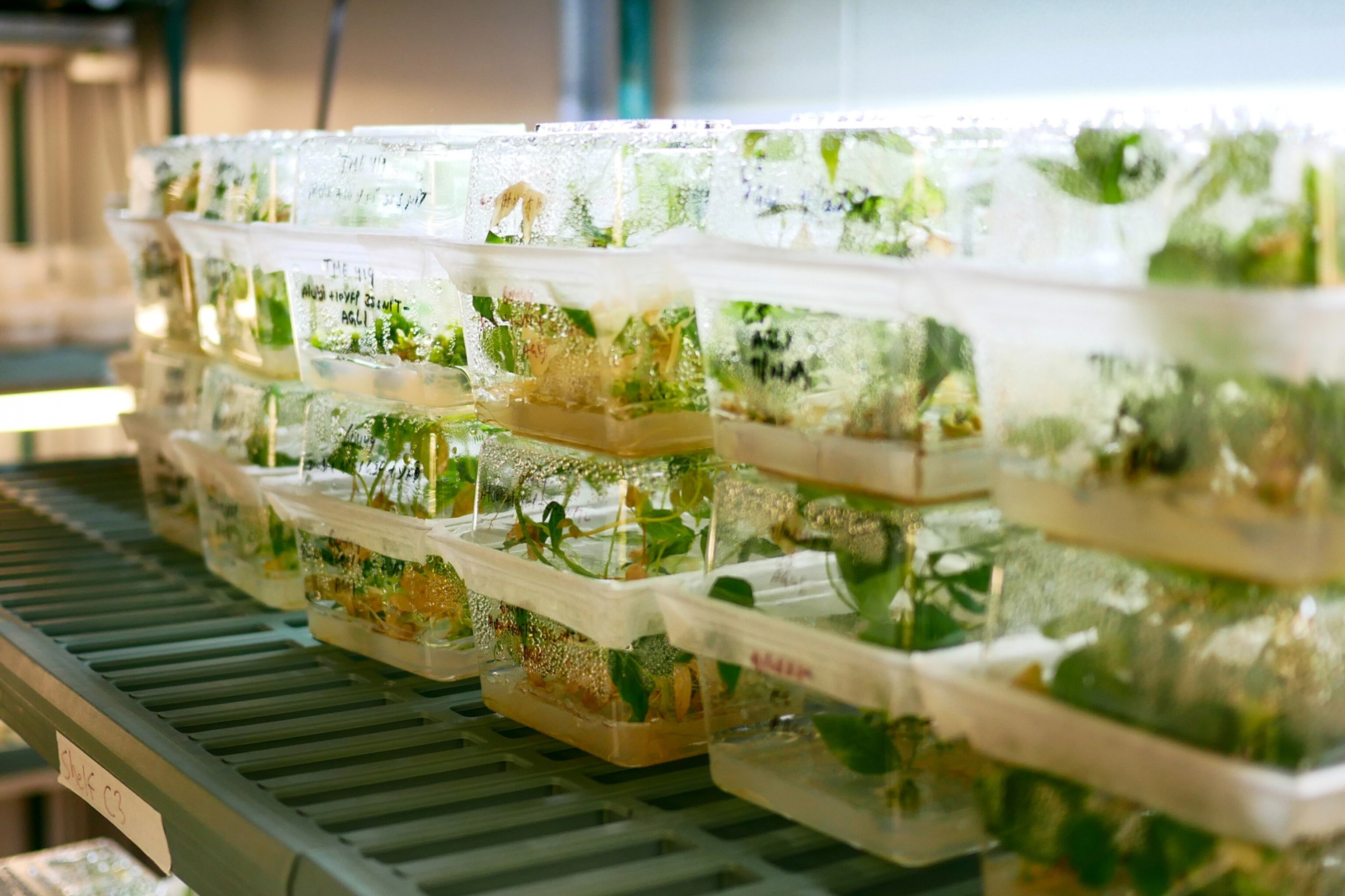 Can we hack DNA in plants to help fight climate change?