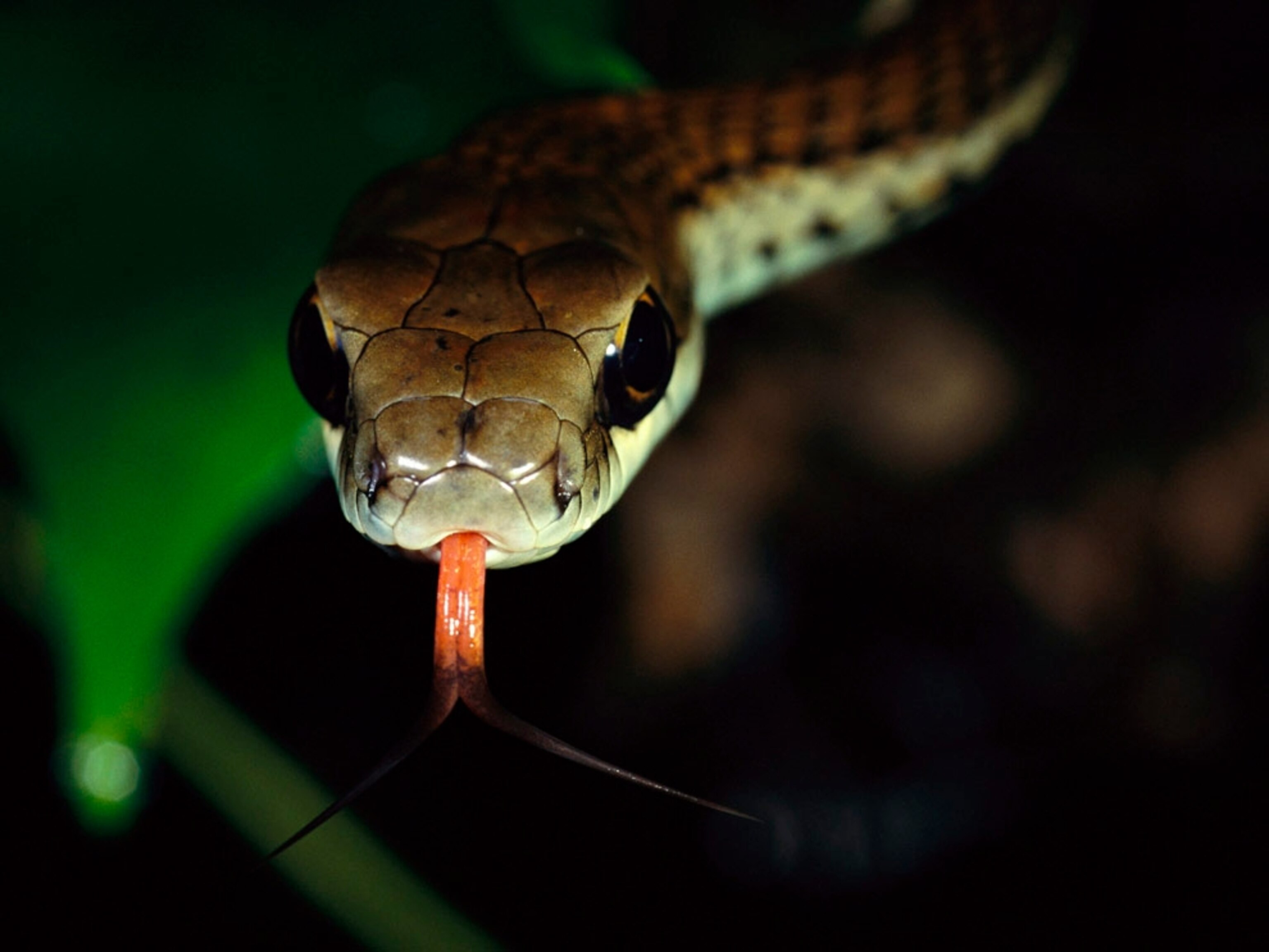 Snake Pictures - National Geographic