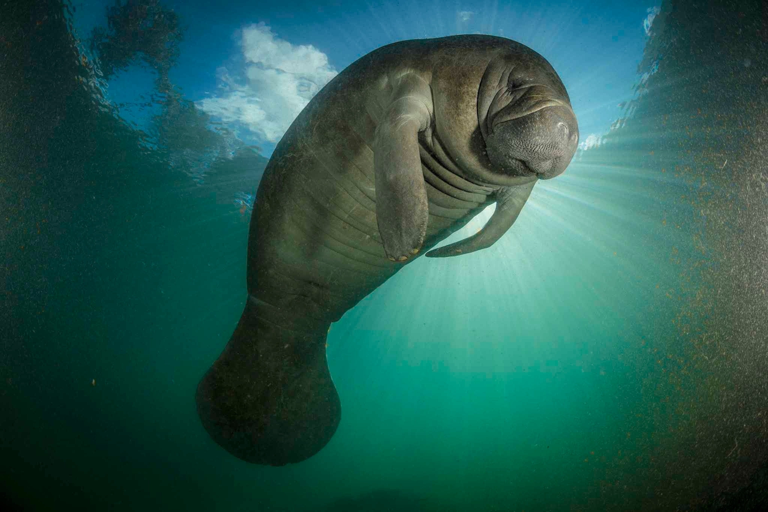 How Did Manatees Inspire Mermaid Legends?