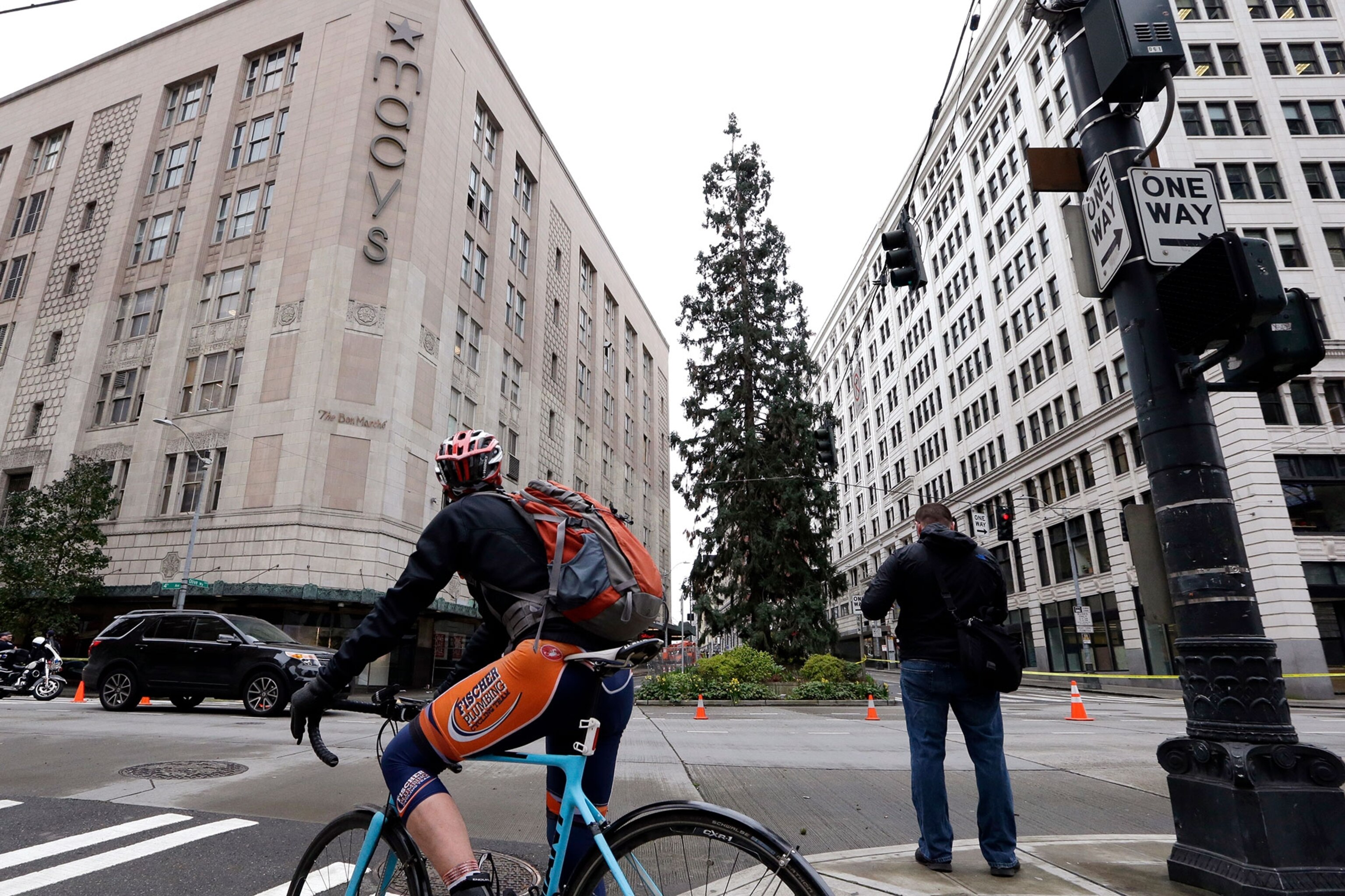 Iconic trees around the world