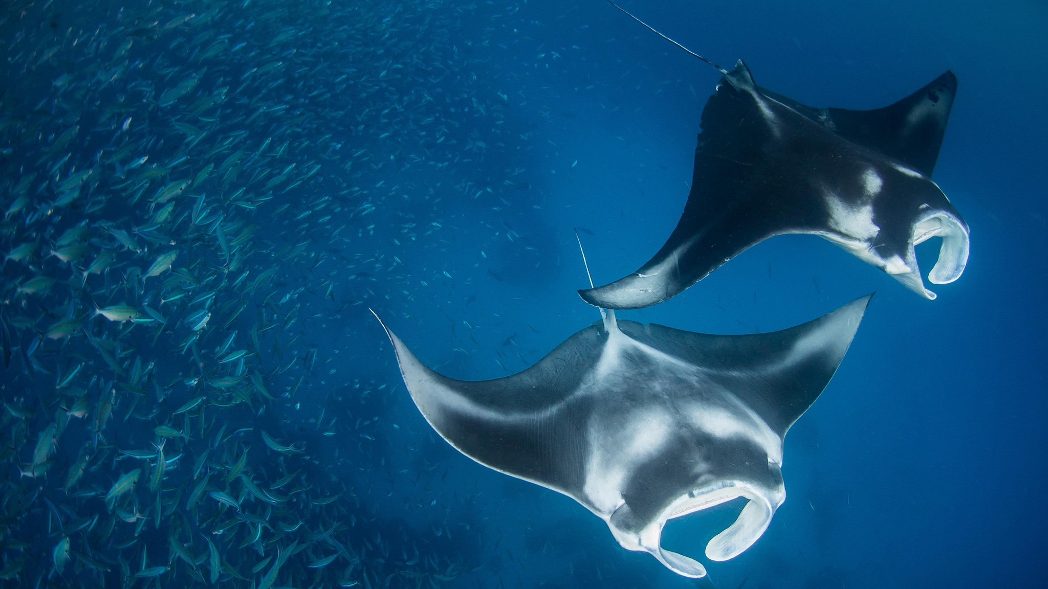 Manta Ray National Geographic Manta Ray National Geographic