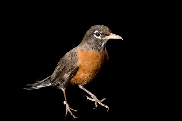 American Robin | National Geographic