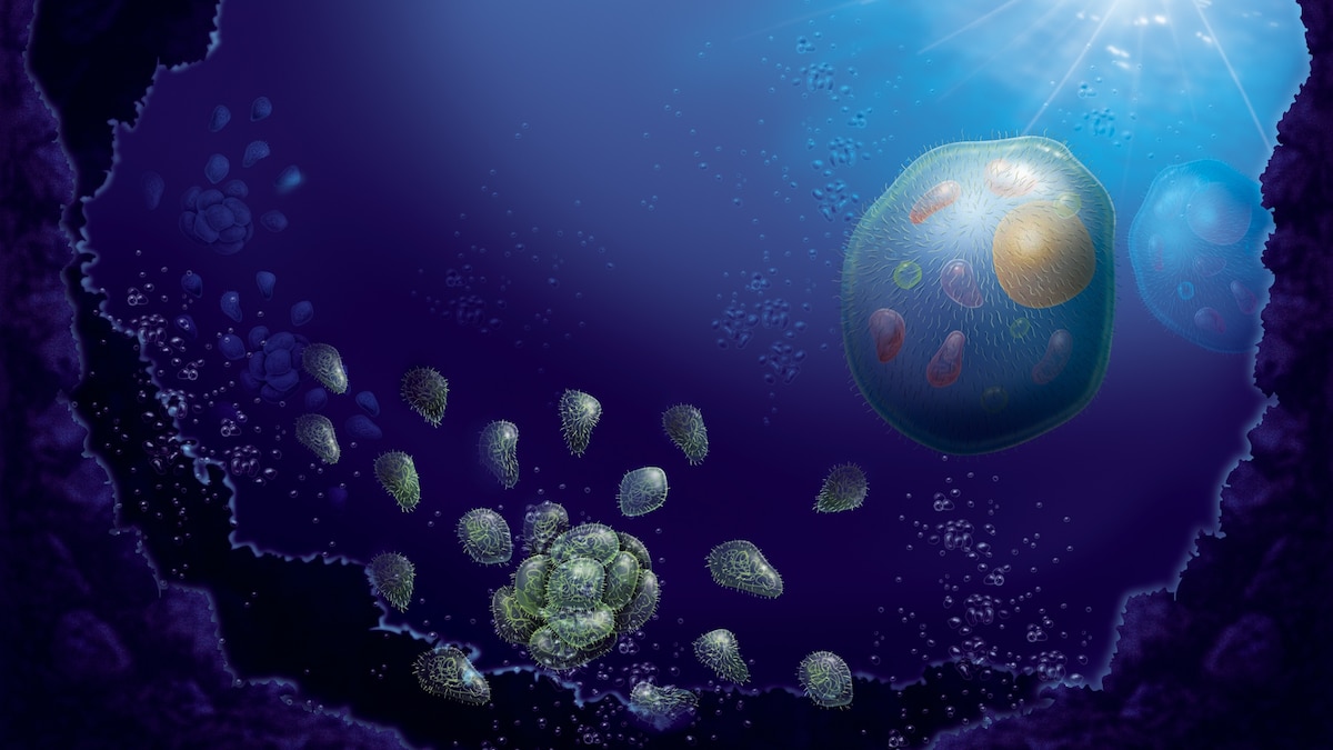 This 'lost world' reveals a new chapter in the evolution of life ...